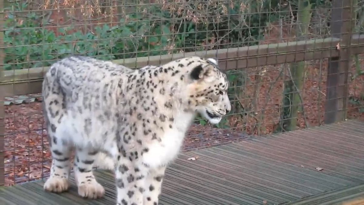 Snow Leopard Videos, Download The BEST Free 4k Stock Video Footage ...