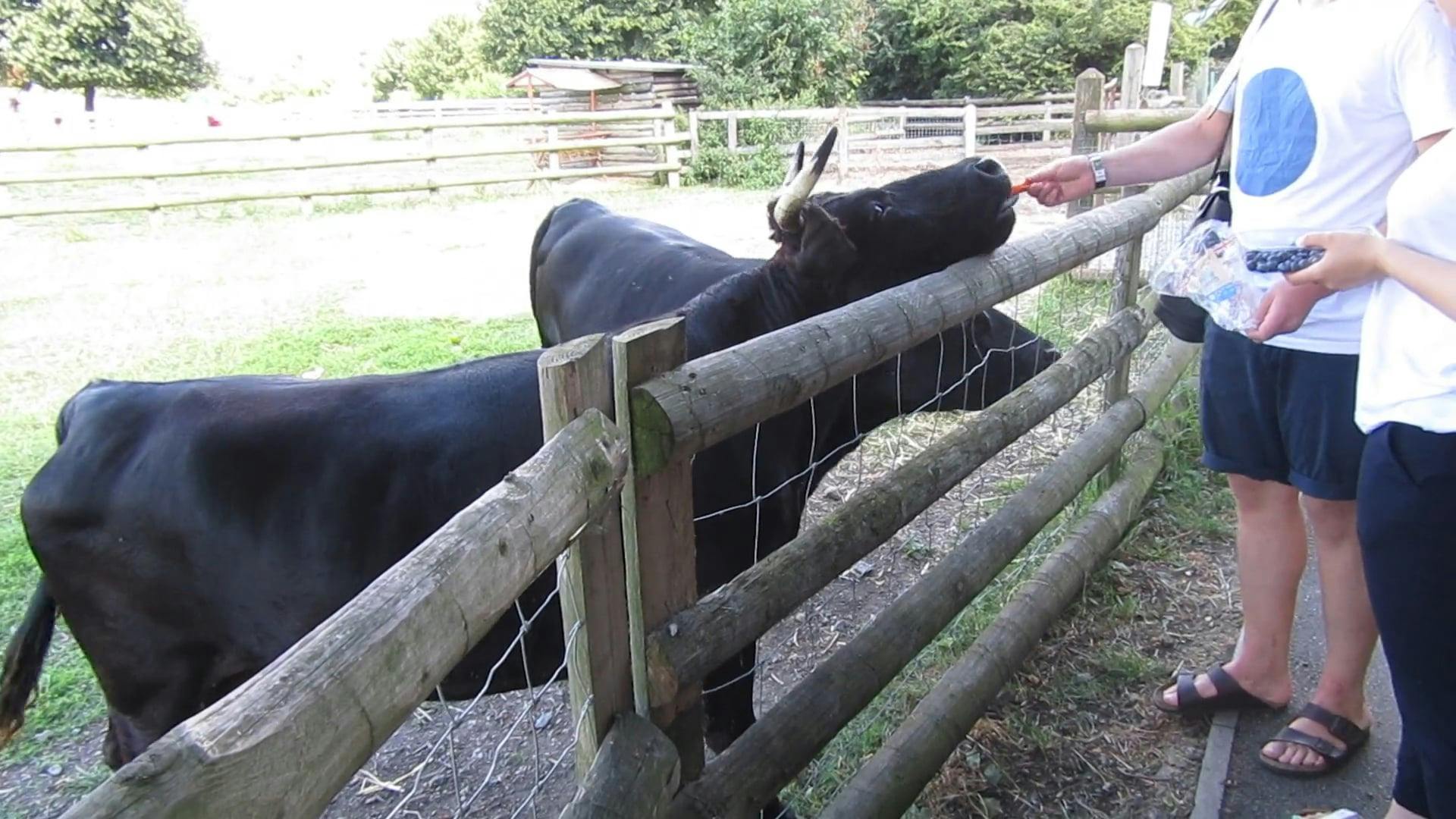 People Feeding the Bulls Free Stock Video Footage, Royalty-Free 4K & HD ...