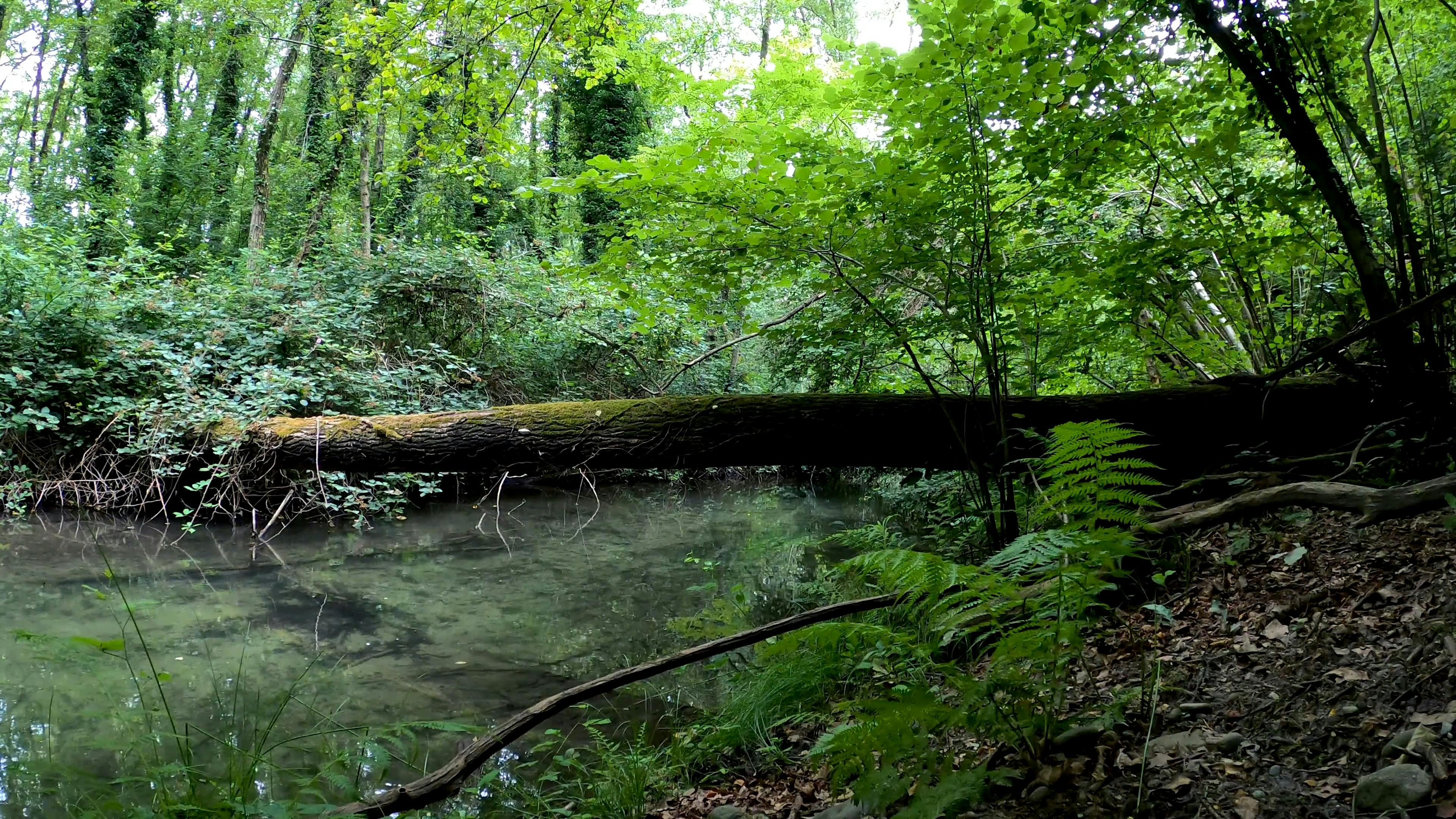 A Footage of a River in a Forest Free Stock Video Footage, Royalty-Free ...