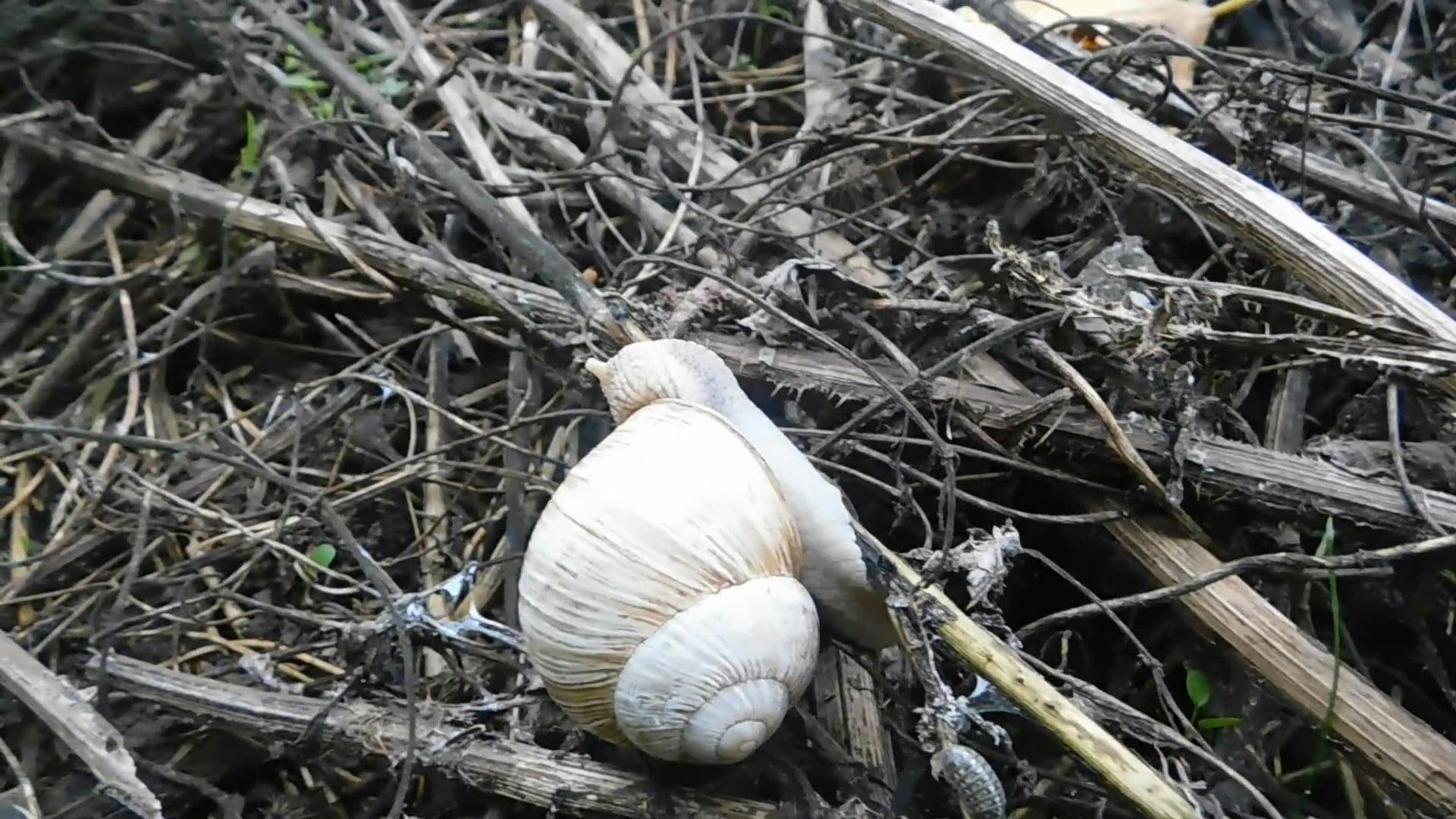 Snail Trails Videos, Download The BEST Free 4k Stock Video Footage ...