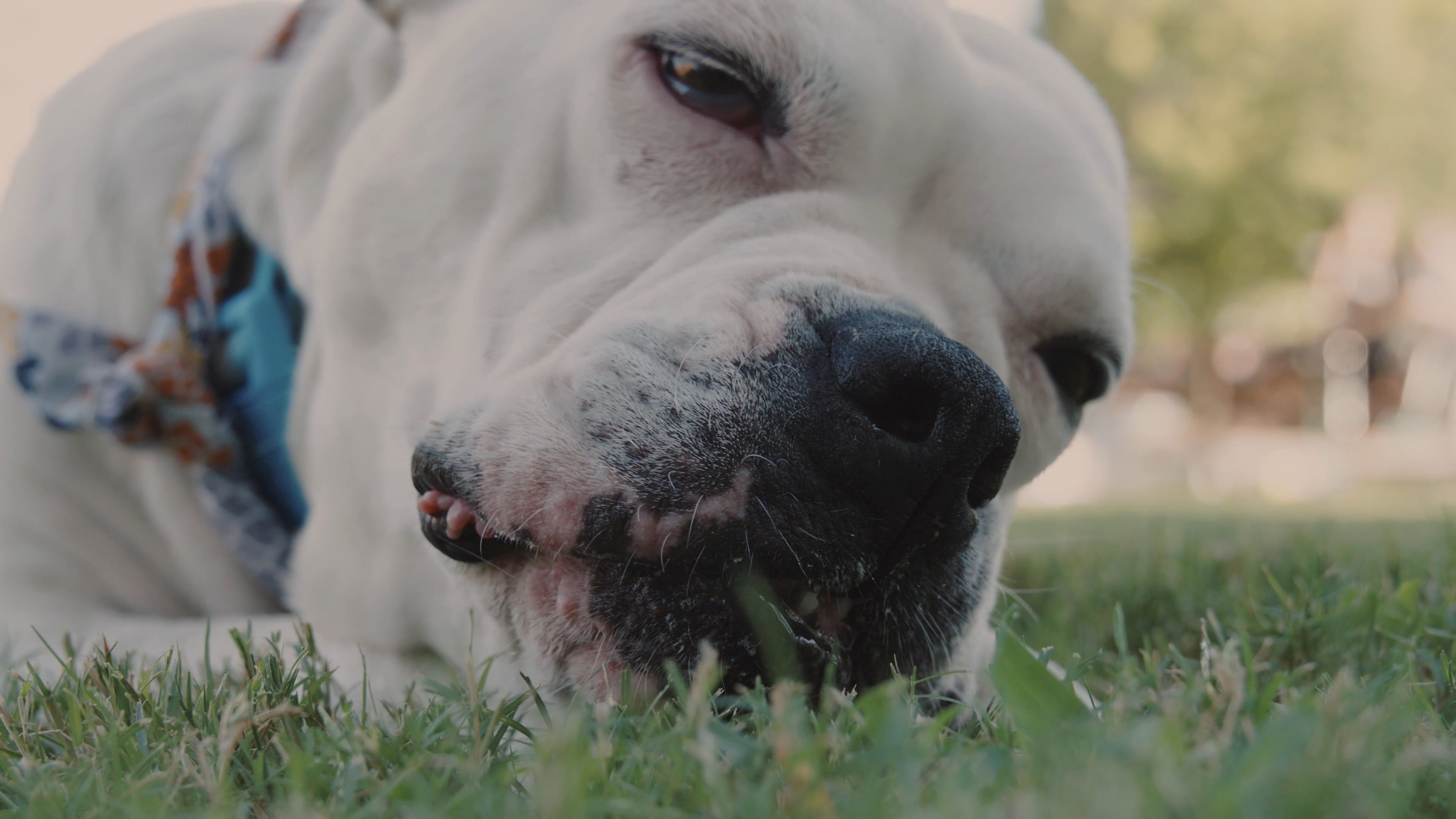 Close Up of a Dog Eating a Treat · Free Stock Video