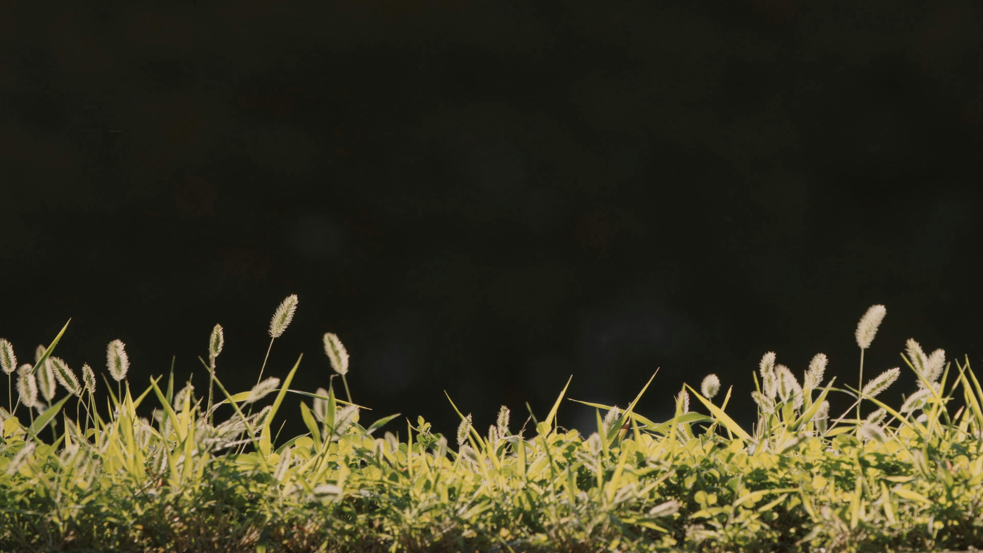 Swaying Plants Free Stock Video Footage, Royalty-Free 4K & HD Video Clip