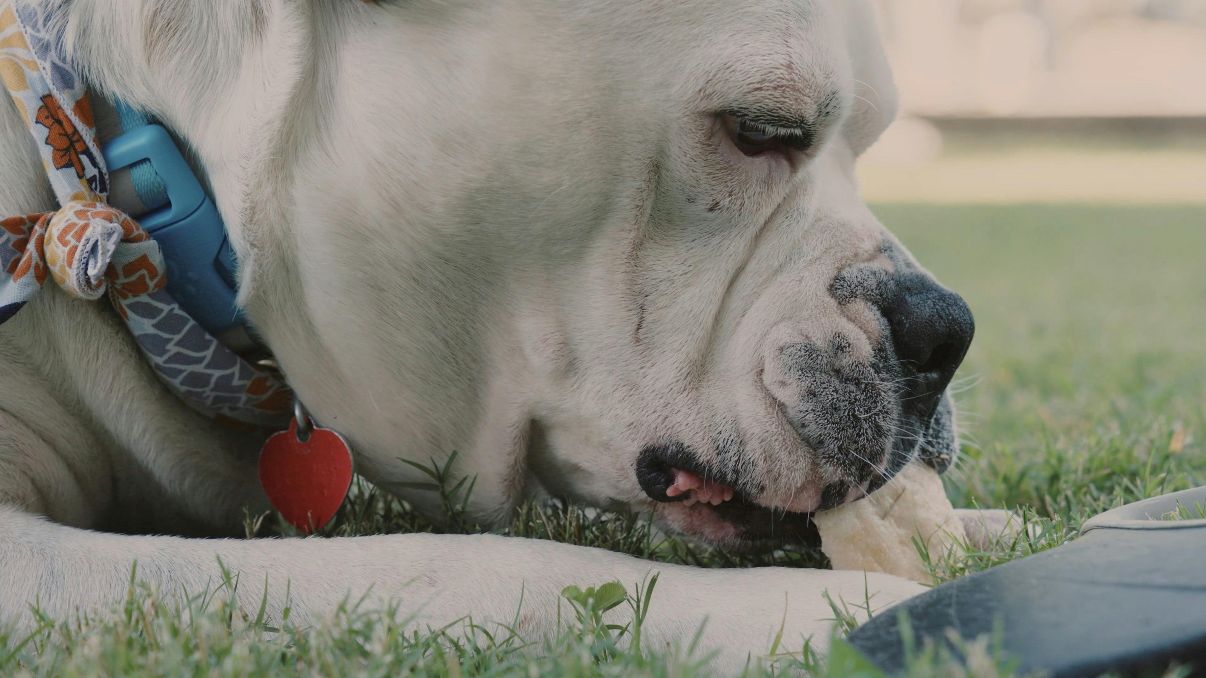 Close Up of a Dog Eating a Treat Free Stock Video Footage, Royalty-Free ...