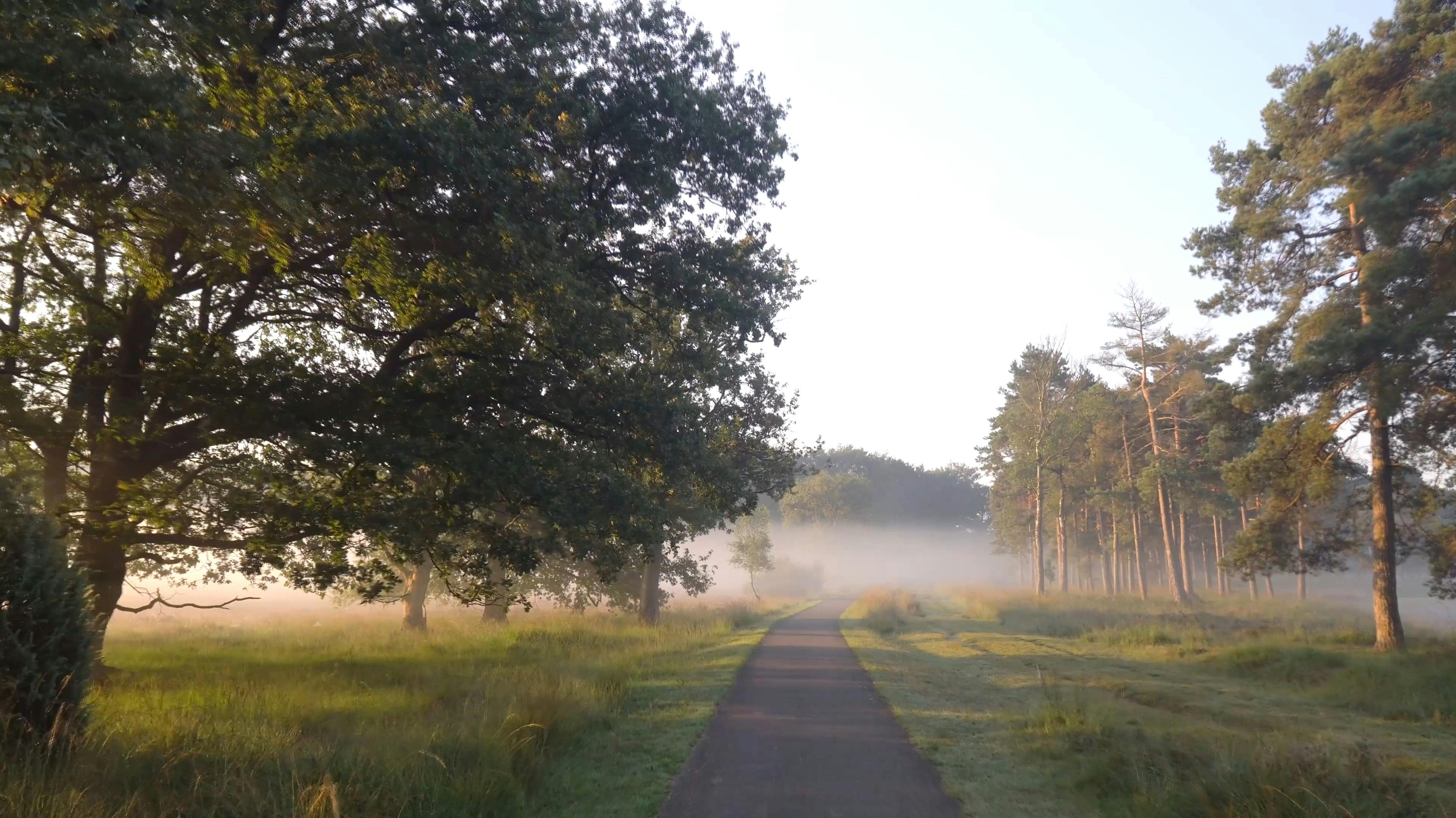 Early Morning Forest Live Wallpaper Videos, Download The BEST Free 4k ...