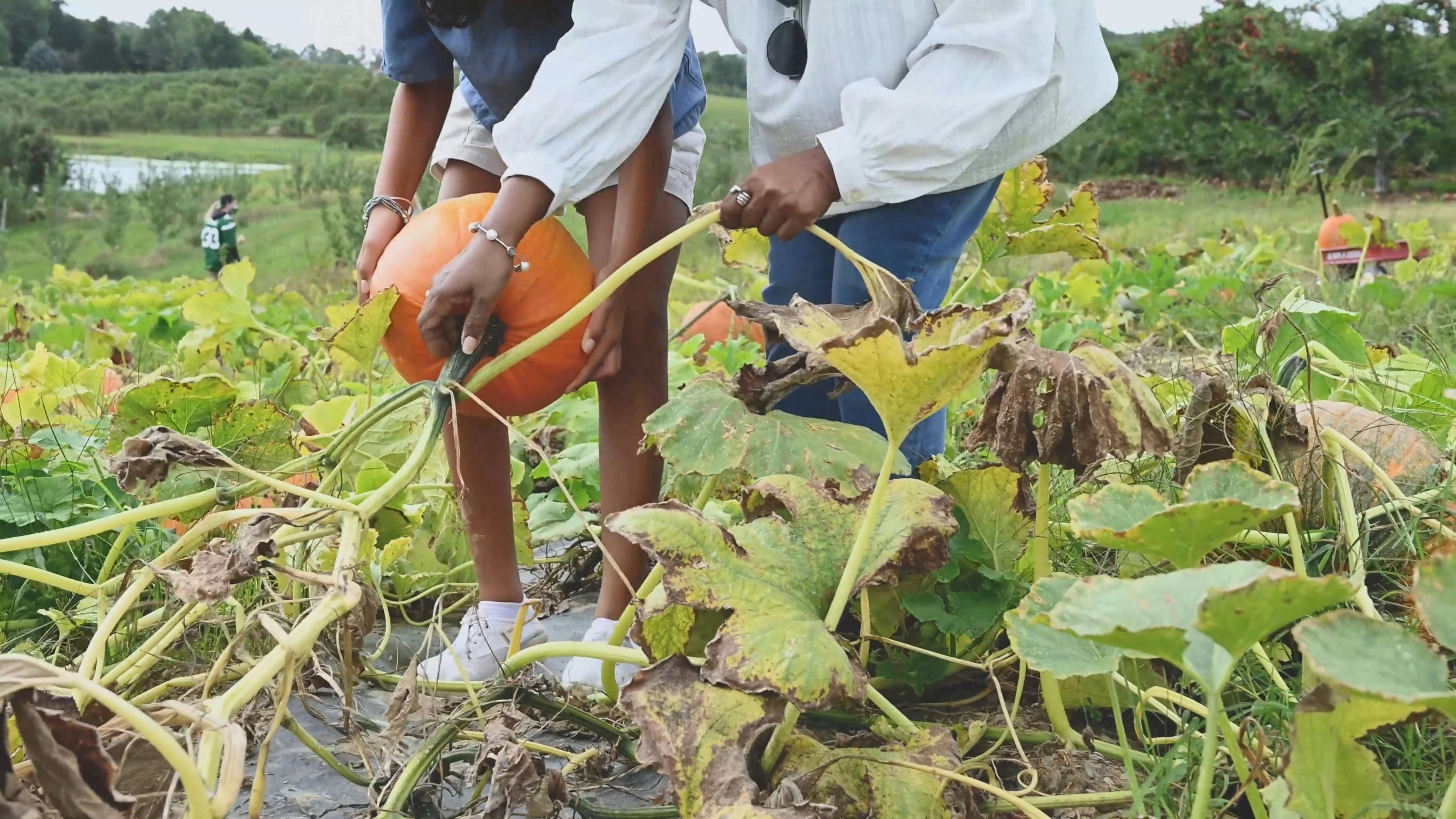 Mother and Daughter Holding a Pumpkin · Free Stock Video