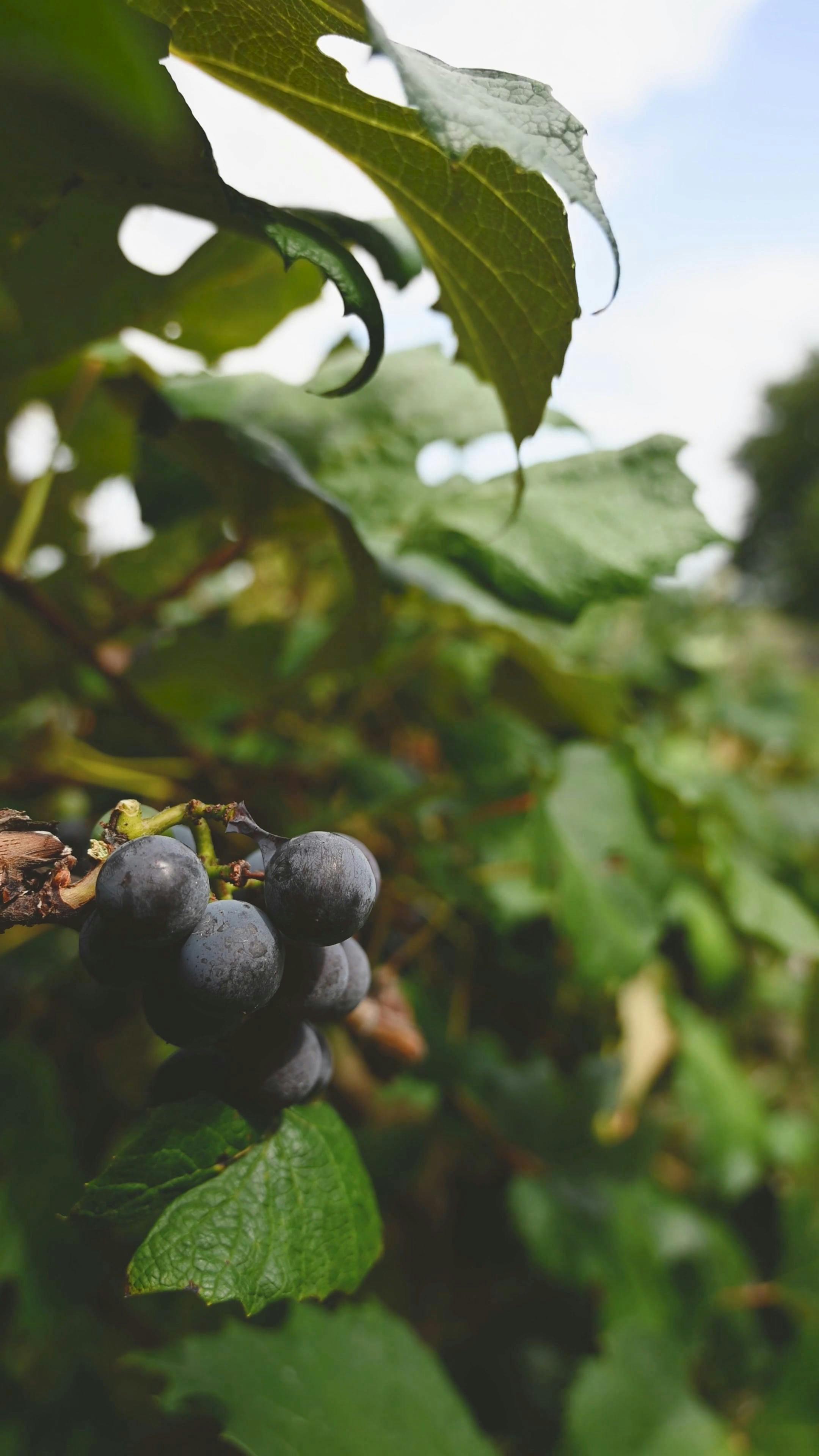 Growing Vines Videos, Download The BEST Free 4k Stock Video Footage ...