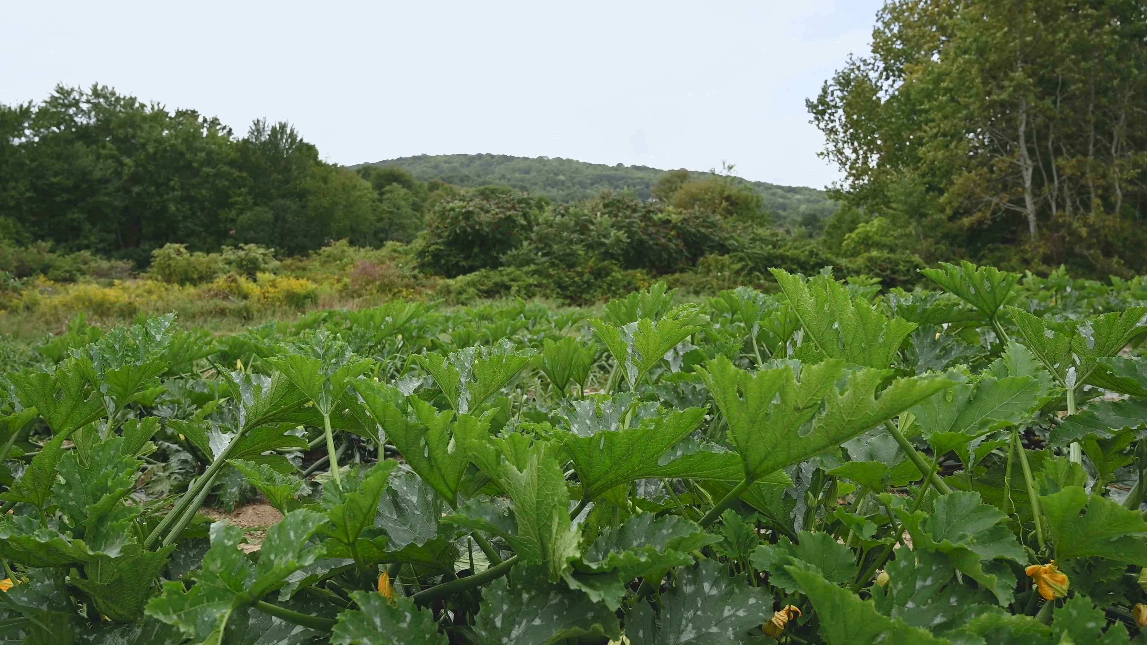 A Plantation Of Squash In An Agricultural Land Free Stock Video Footage ...