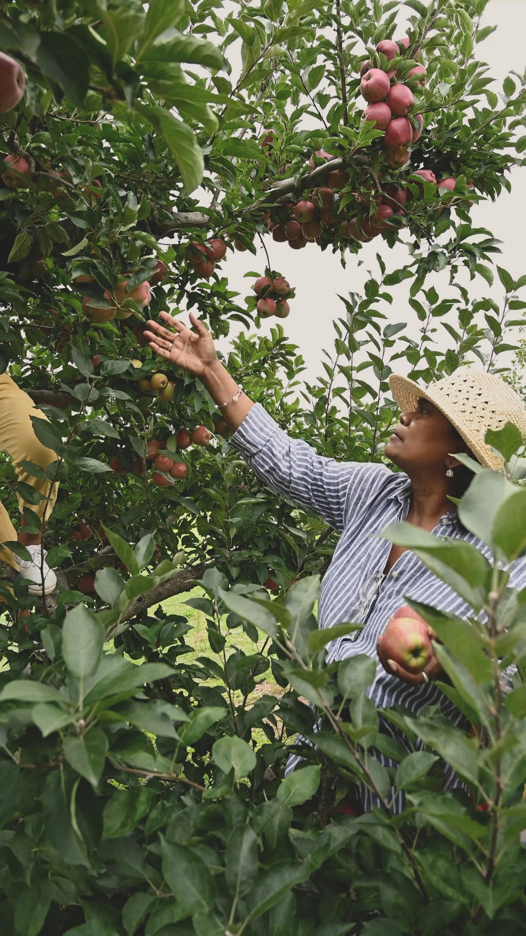 Apple Plucking Videos, Download The BEST Free 4k Stock Video Footage ...