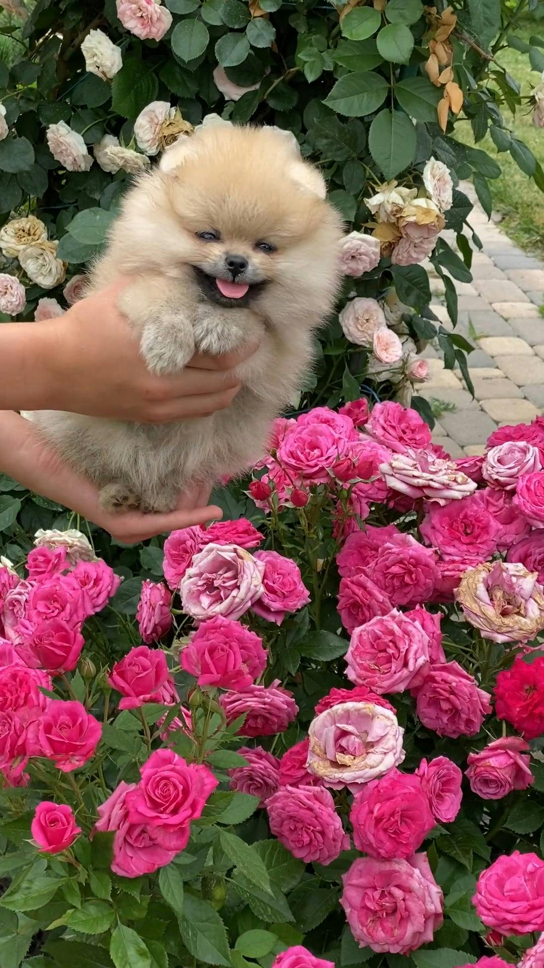 Pom Prisa Background Videos, Download The BEST Free 4k Stock Video ...