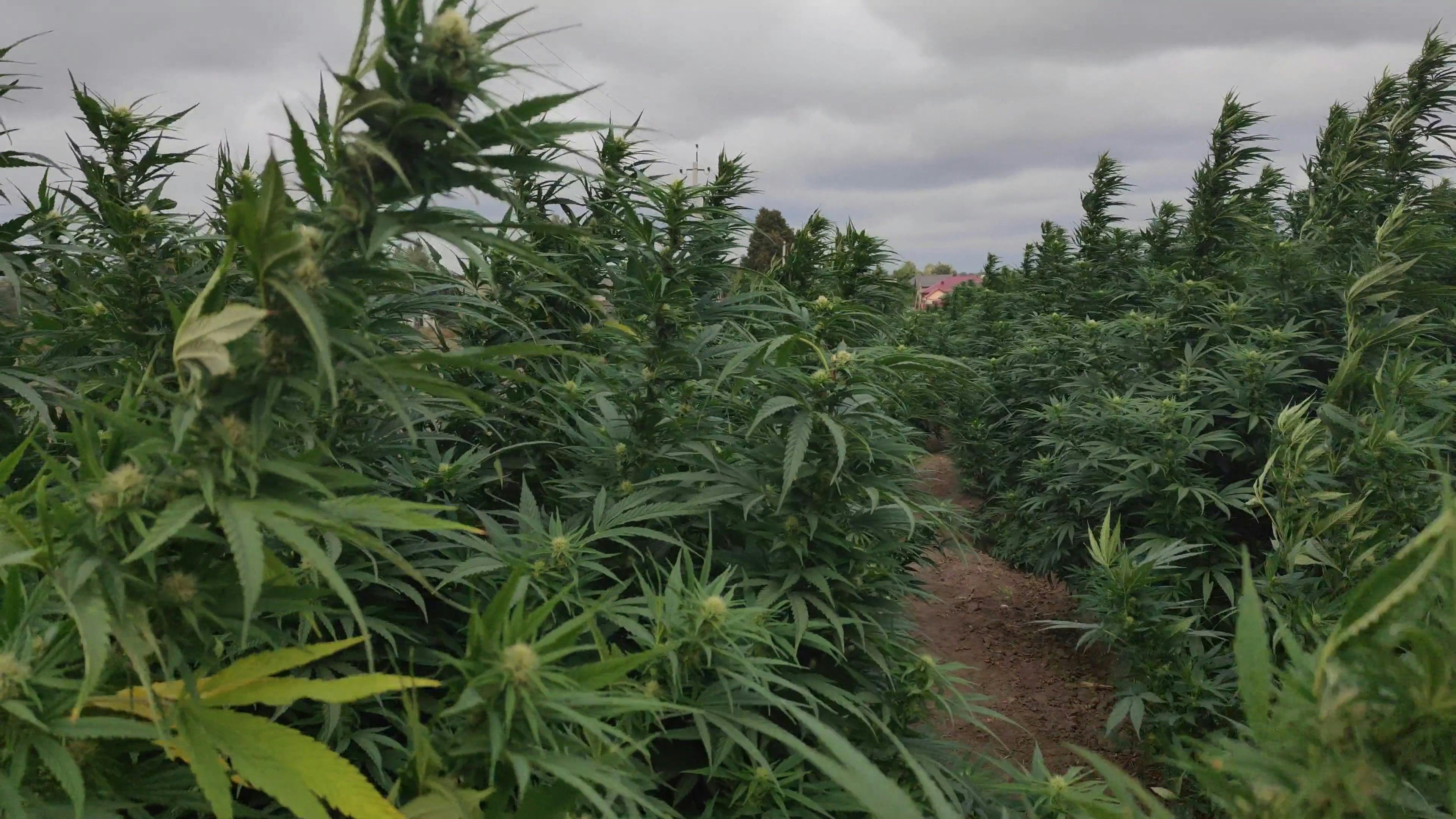 View of Hemp Fields Free Stock Video Footage, Royalty-Free 4K & HD ...