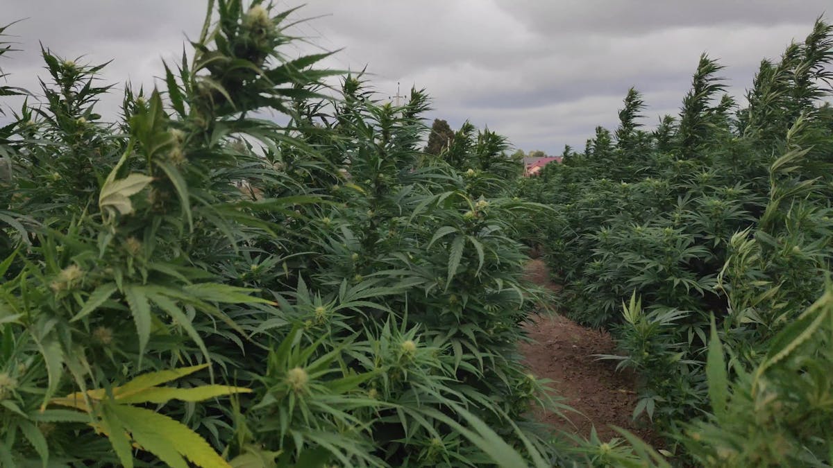 Hemp Videos, Download The BEST Free 4k Stock Video Footage & Hemp HD ...