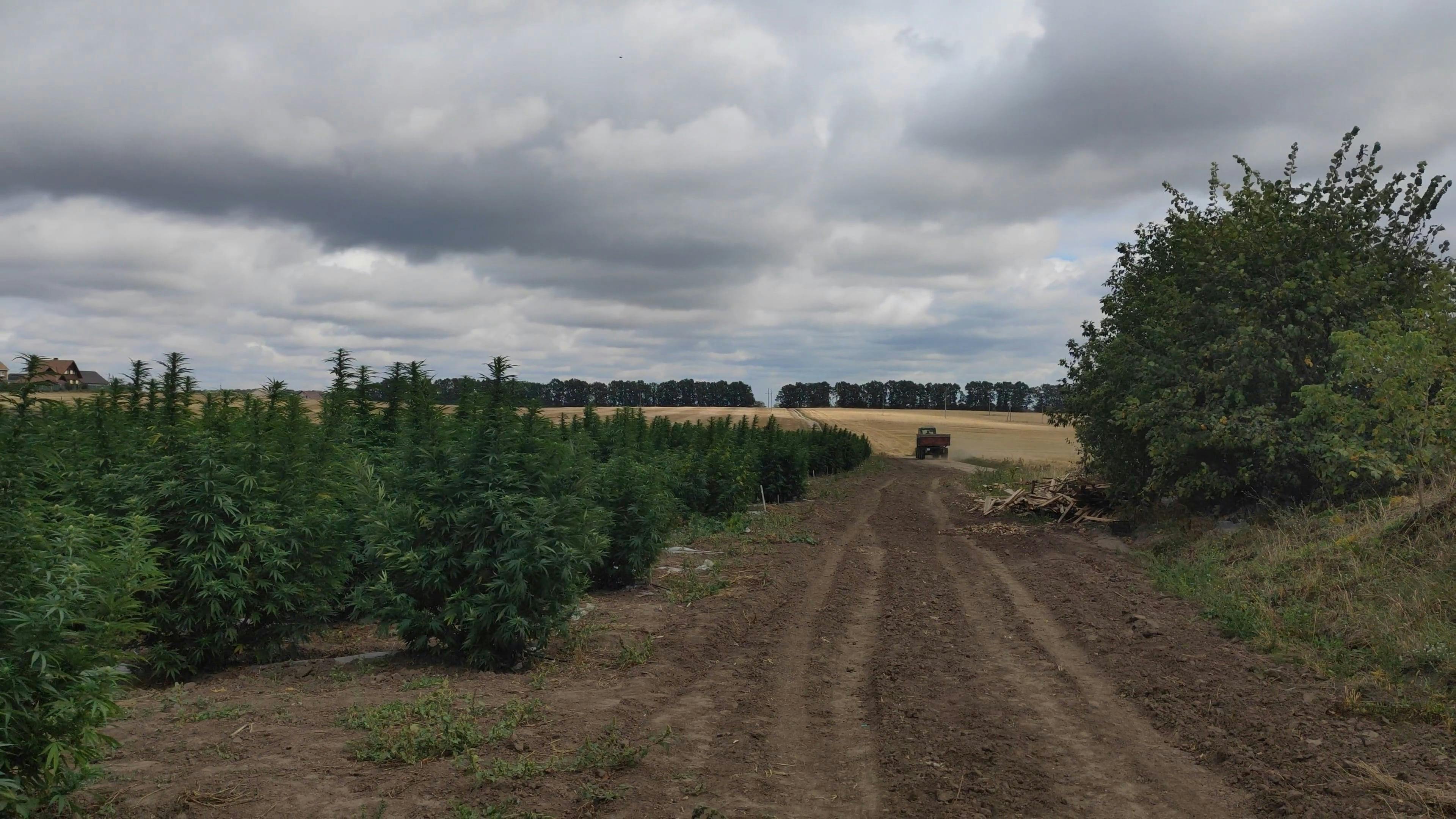 View of Hemp Field · Free Stock Video