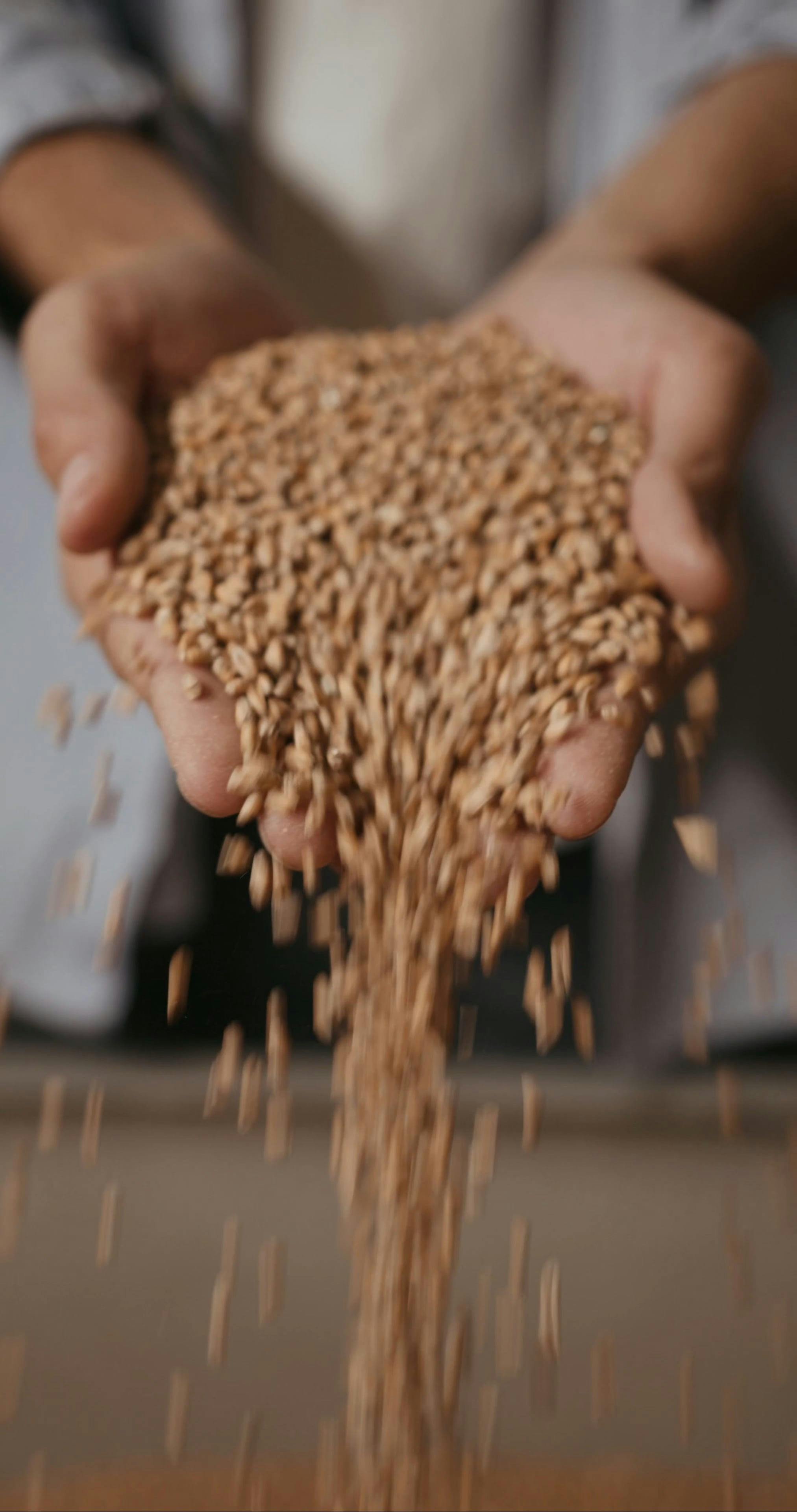 Hands Holding Hops Seeds · Free Stock Video