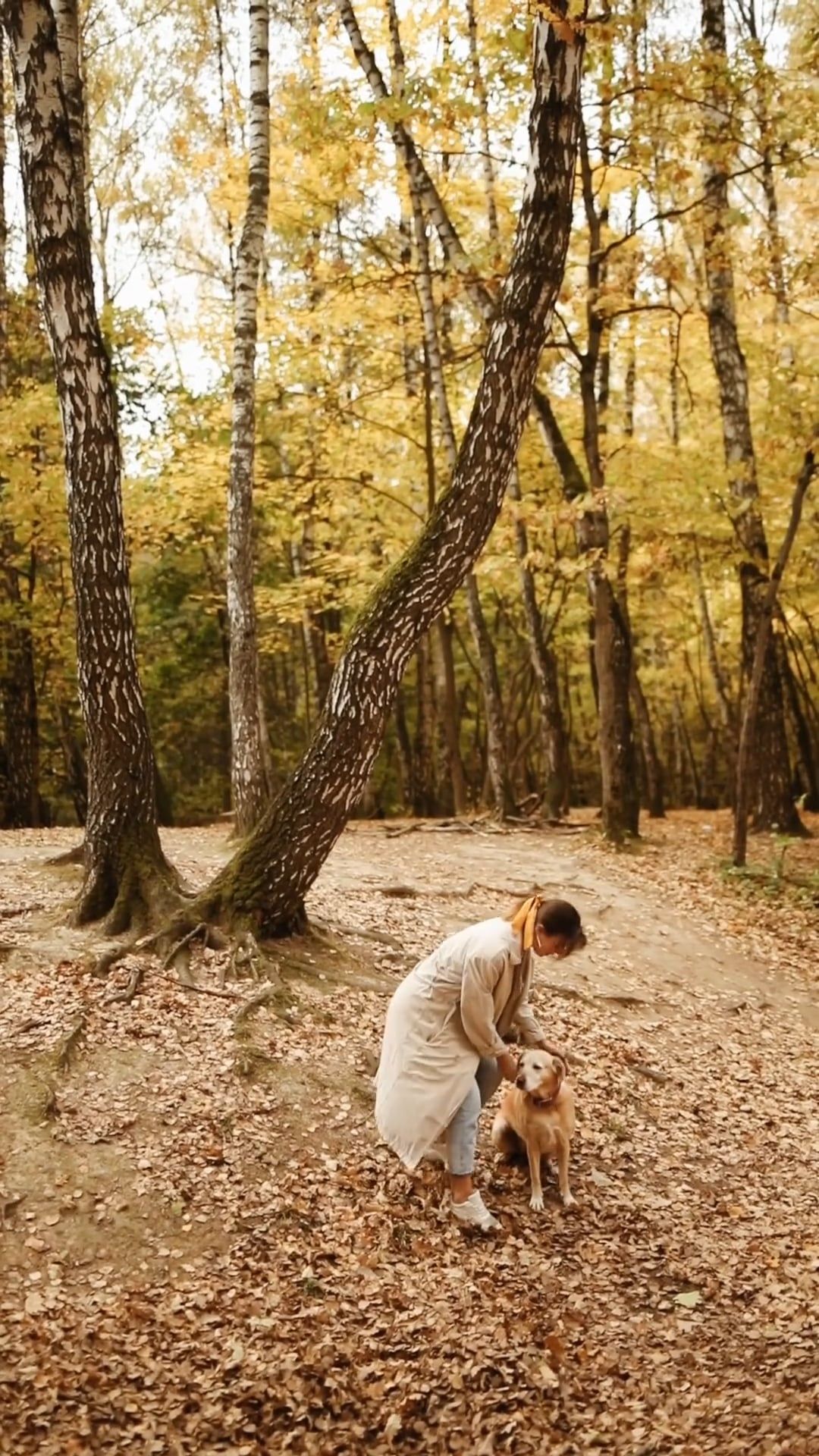 Walk In Woods Videos, Download The BEST Free 4k Stock Video Footage ...