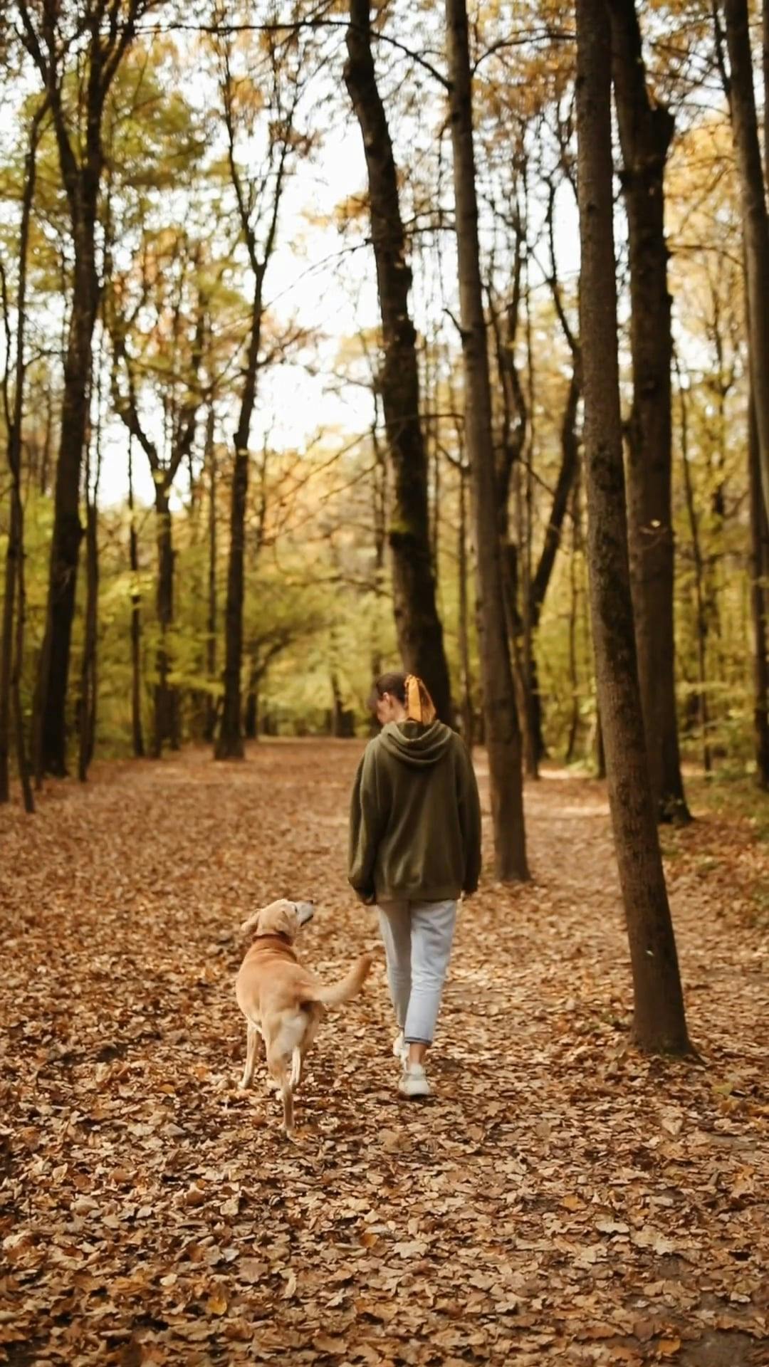 Walking Dog Videos, Download The BEST Free 4k Stock Video Footage ...