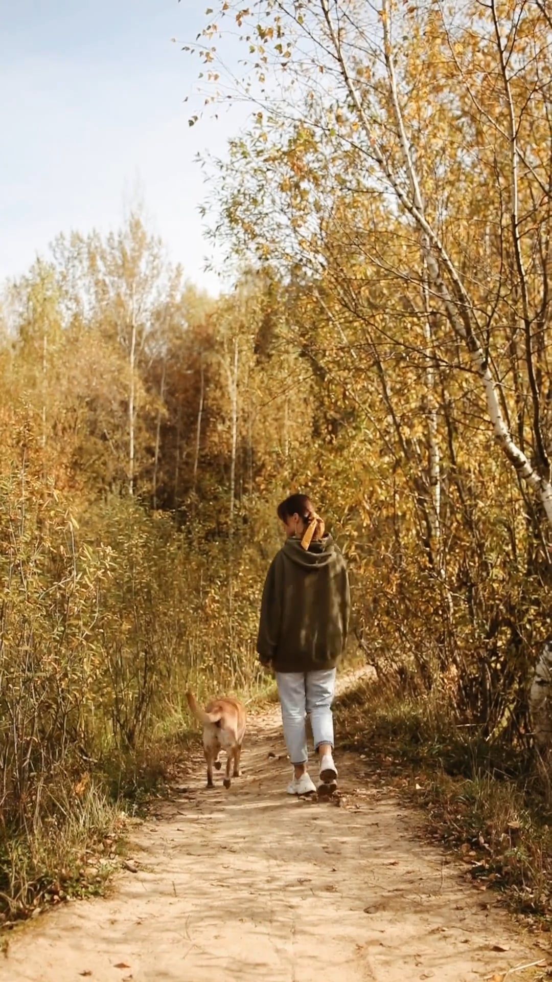 Dog Walking Videos, Download The BEST Free 4k Stock Video Footage & Dog ...