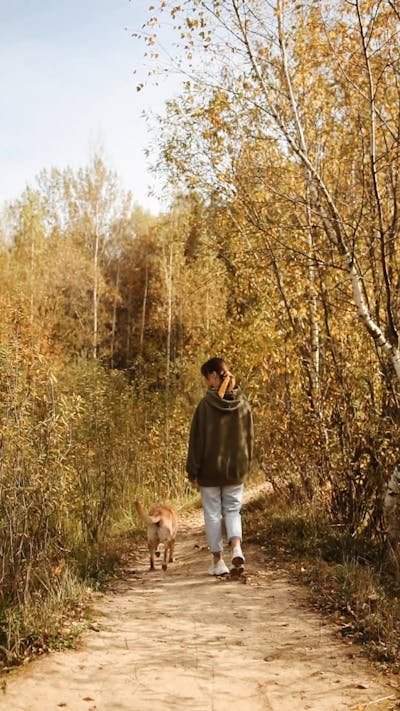 Dog Walking Videos, Download The BEST Free 4k Stock Video Footage & Dog ...