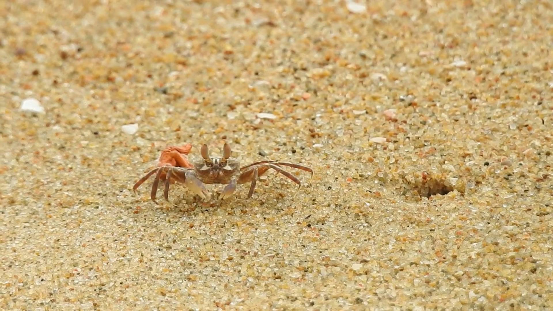 Crab Crawling on Sand Free Stock Video Footage, Royalty-Free 4K & HD ...