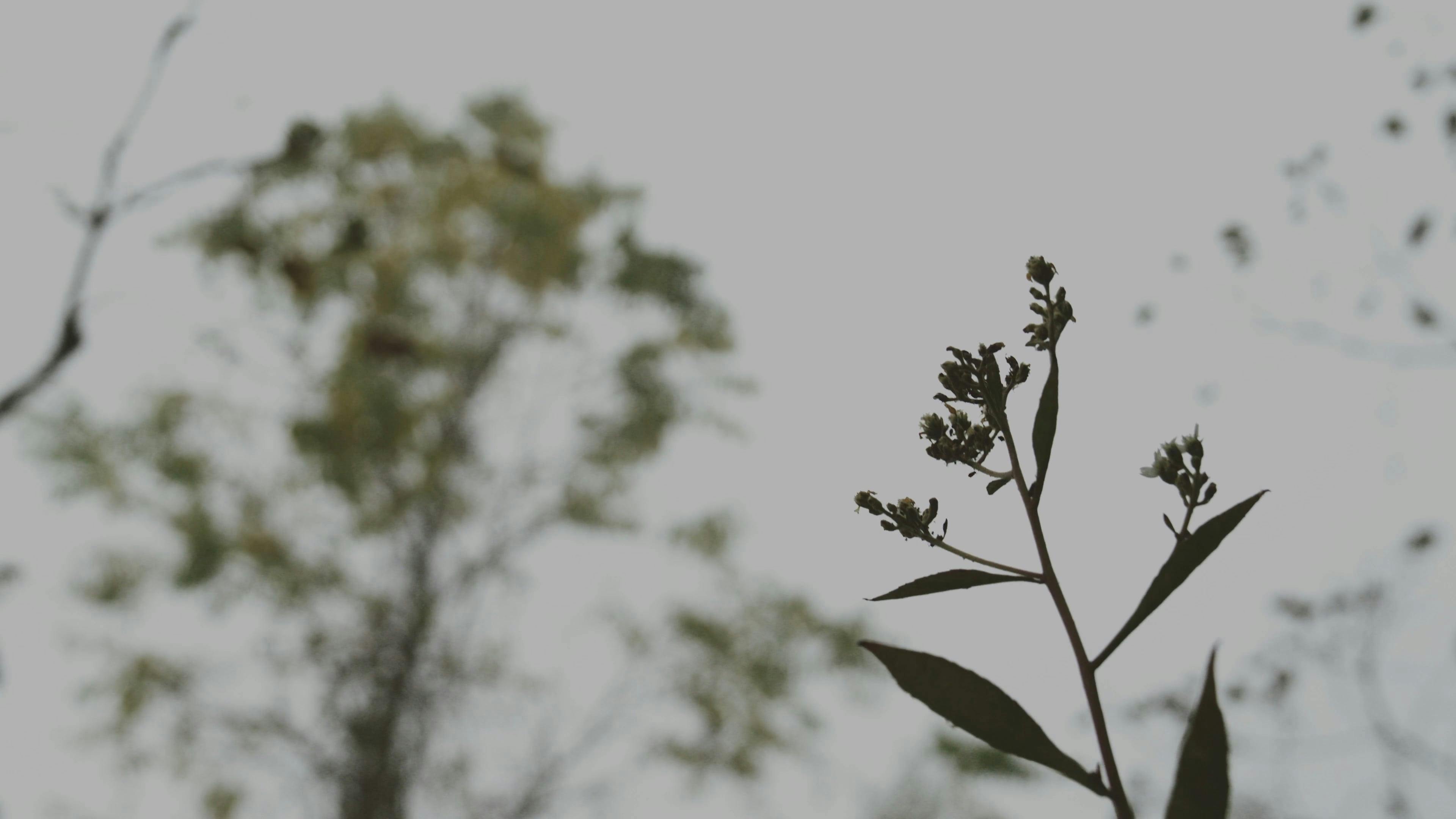 Small Flowers on a Plant Free Stock Video Footage, Royalty-Free 4K & HD ...