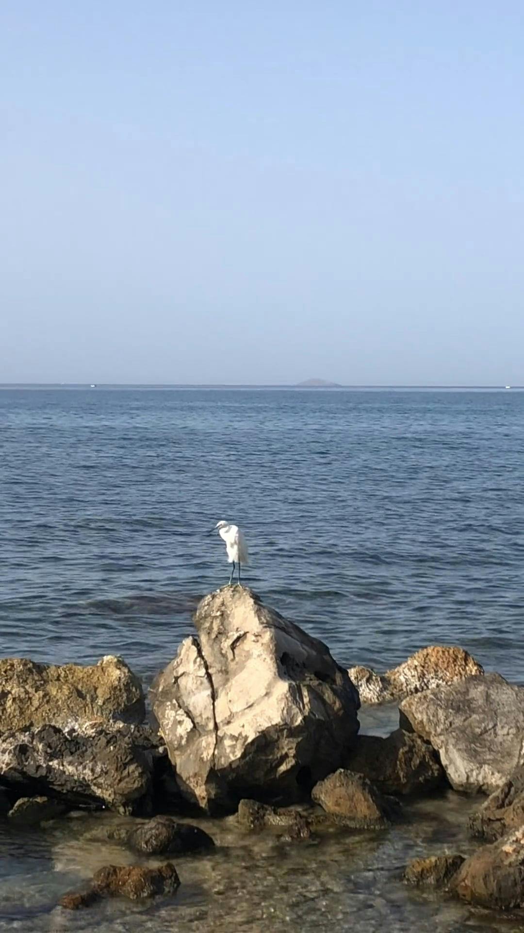 A Bird Perched on Rocks by the Seashore · Free Stock Video
