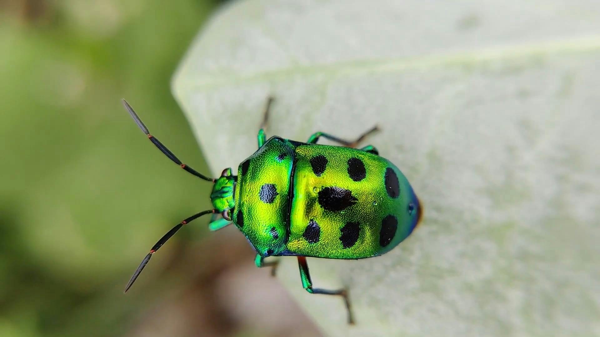 Video Of A Beetle · Free Stock Video