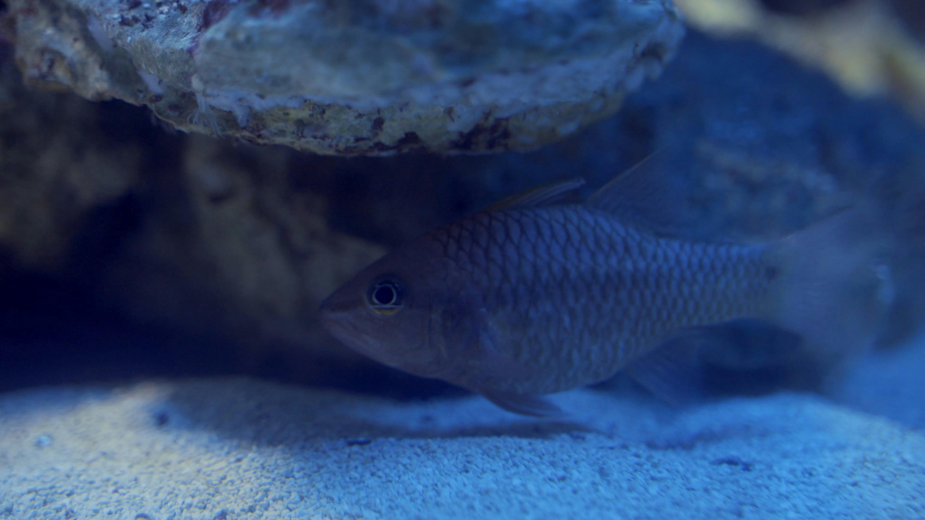 Colorful Marine Fishes Inside An Aquarium Free Stock Video Footage ...