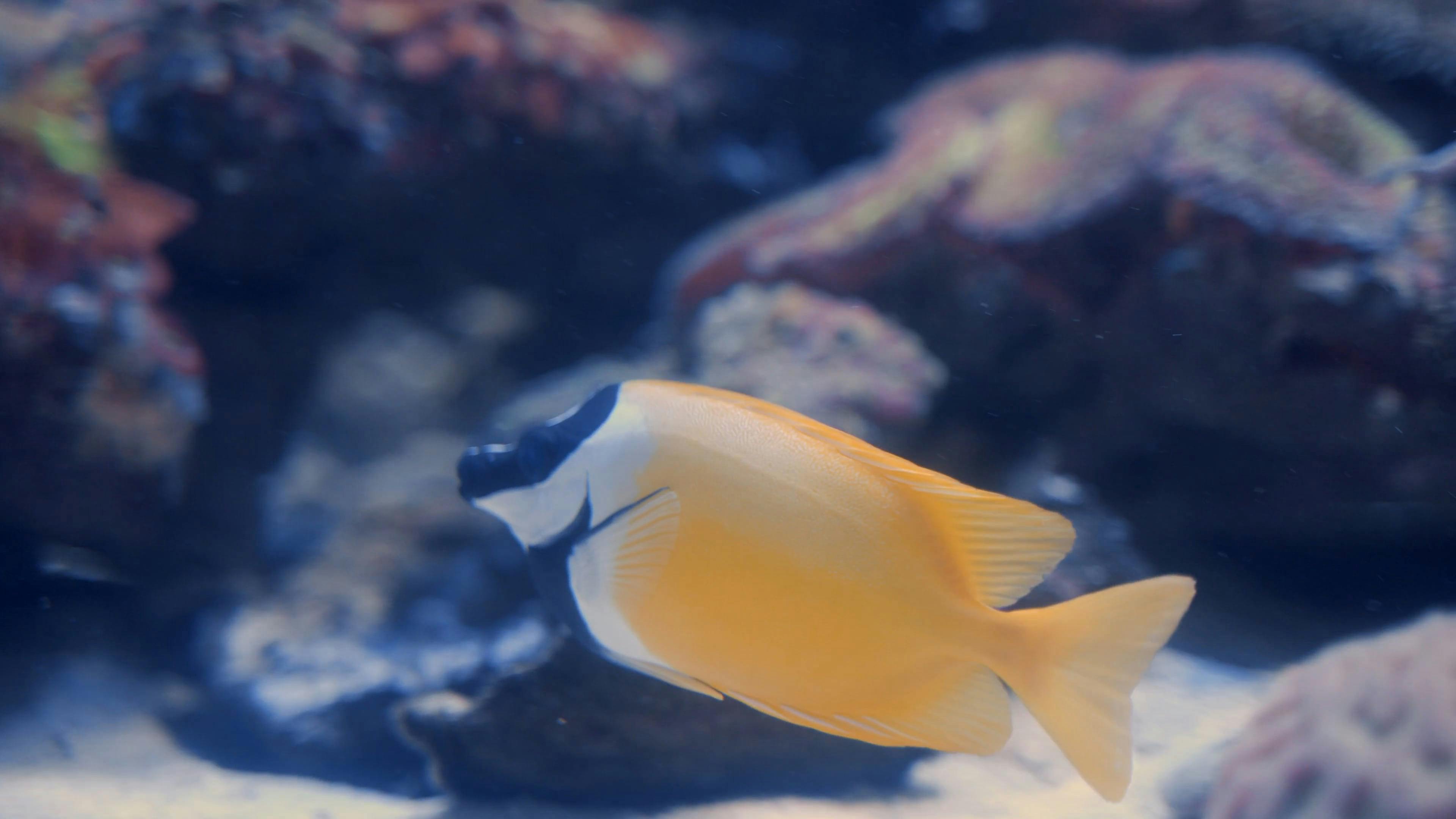 Fishes Swimming Underwater In An Aquarium Free Stock Video Footage ...