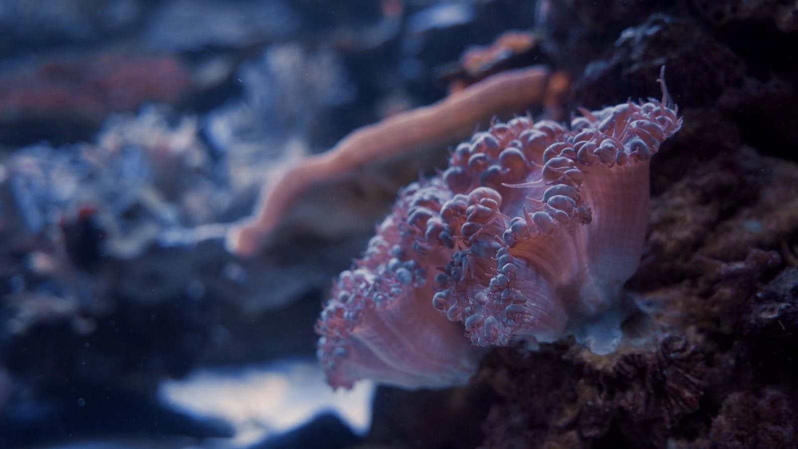 Ocean Life Videos, Download The BEST Free 4k Stock Video Footage ...