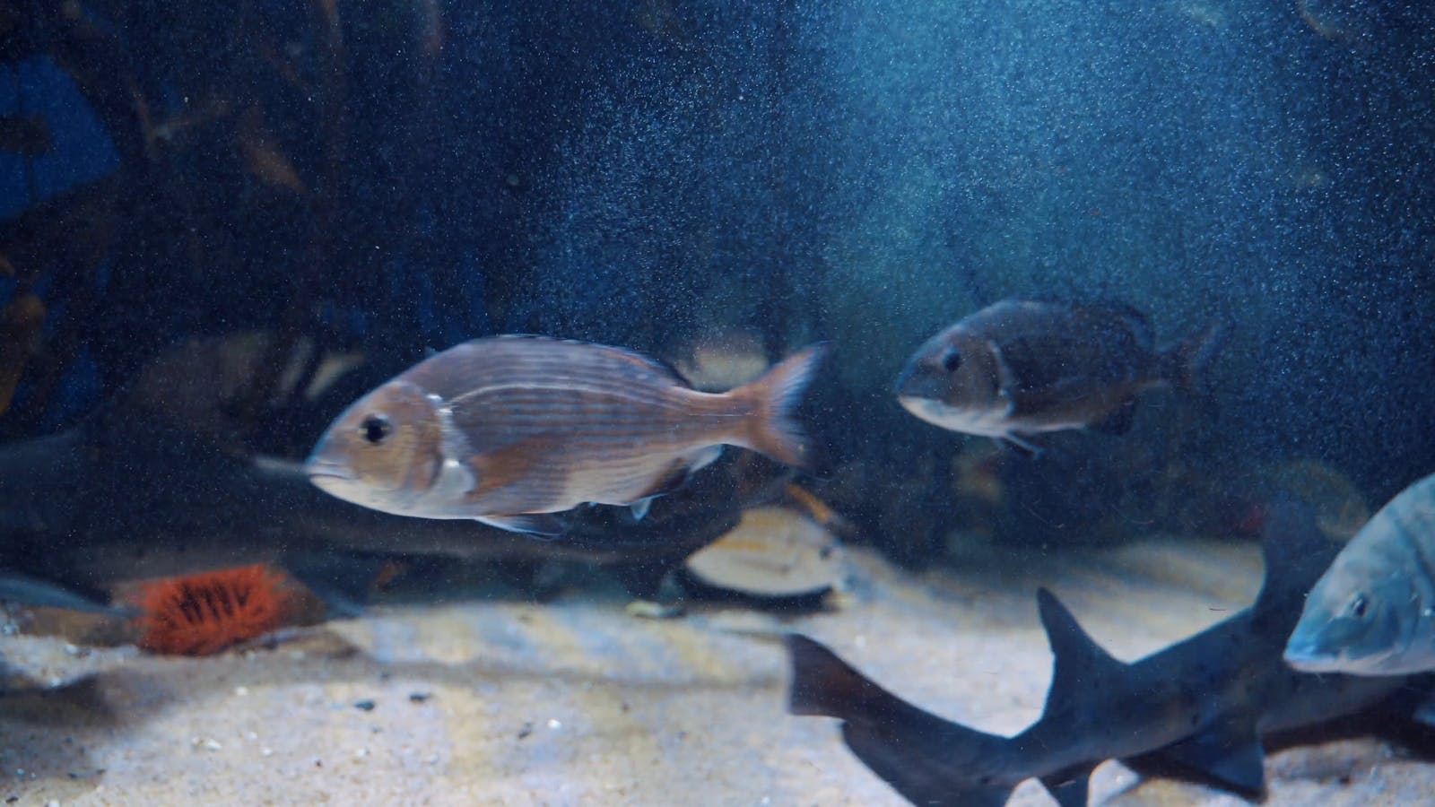 Fish Swimming Videos, Download The BEST Free 4k Stock Video Footage ...