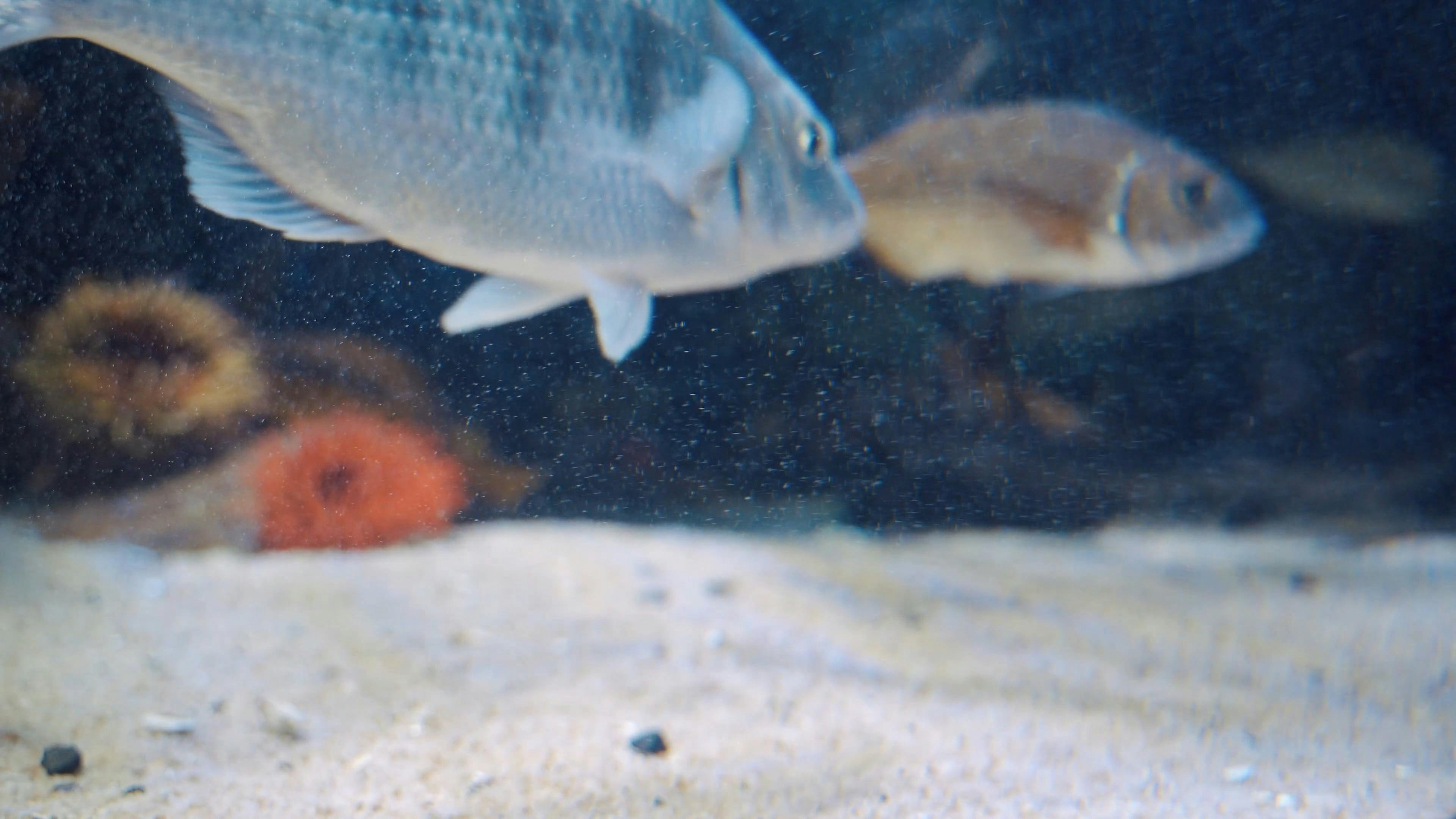 Fish Inside Aquarium Free Stock Video Footage, Royalty-Free 4K & HD ...