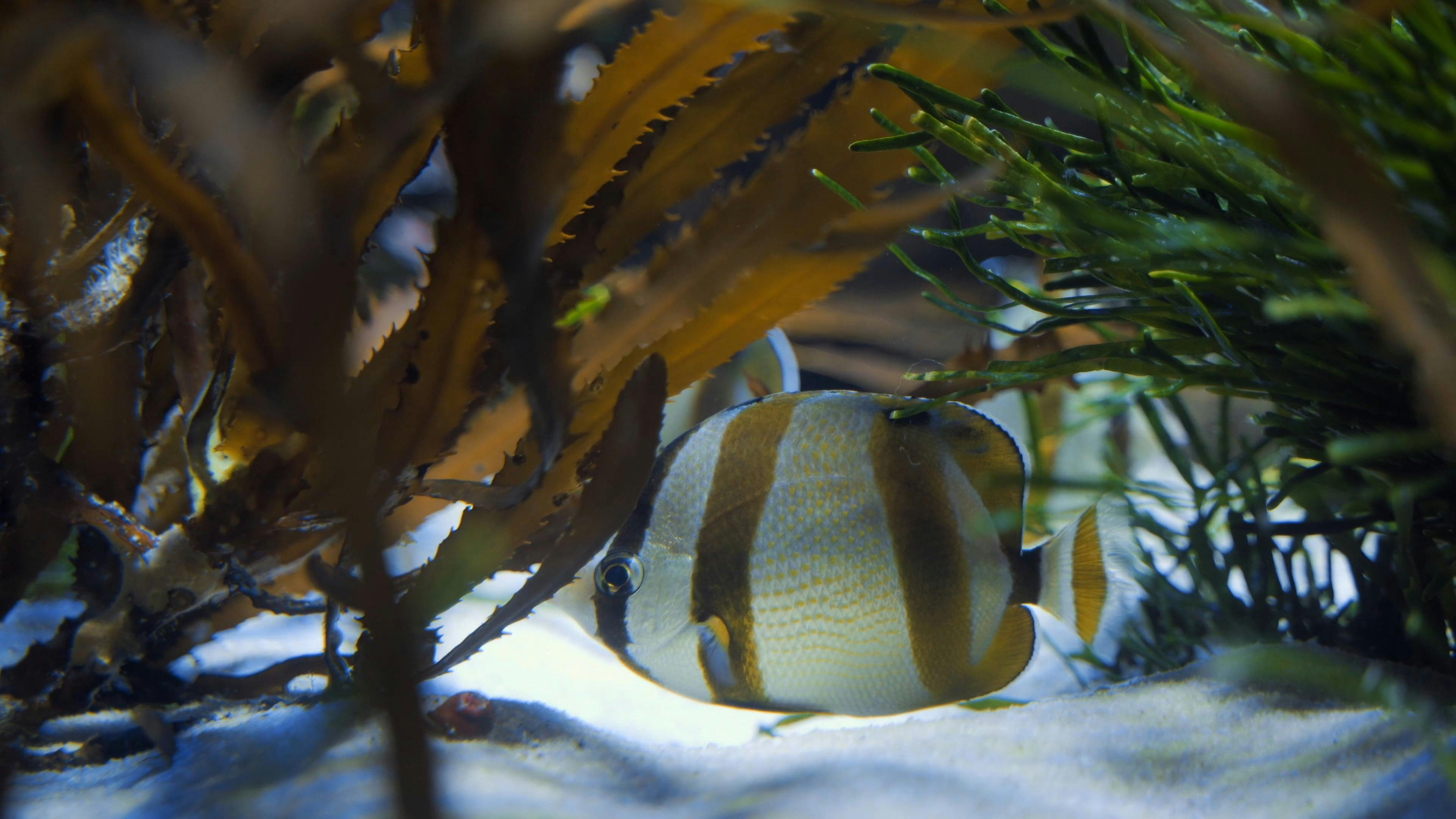 Marine Life Of Fishes And Corals Underwater Free Stock Video Footage ...