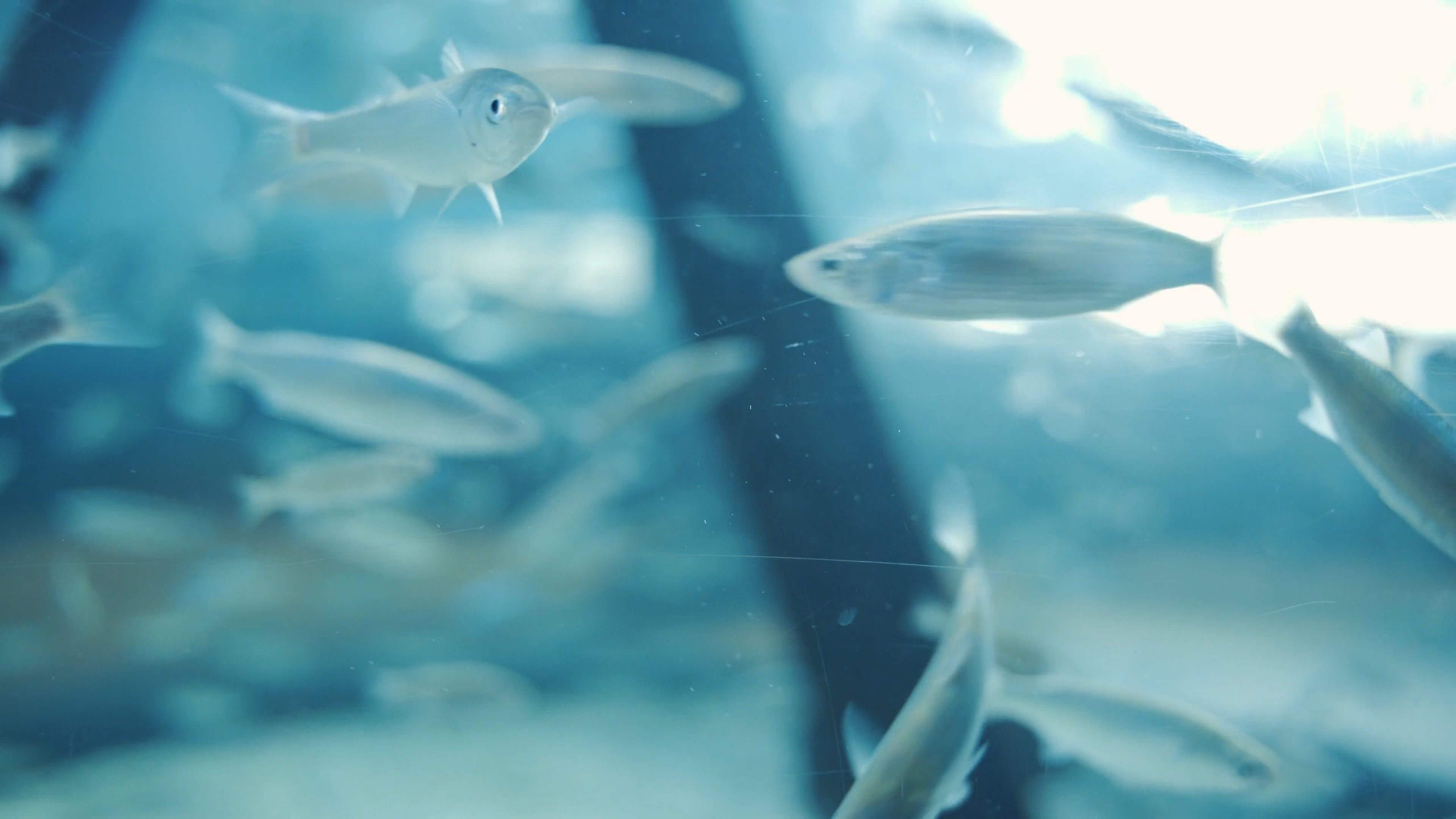 Vídeos de stock gratuitos sobre acuario, acuático, agallas, agua salada ...