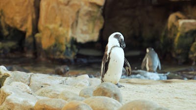 Penguin Videos, Download The BEST Free 4k Stock Video Footage & Penguin ...