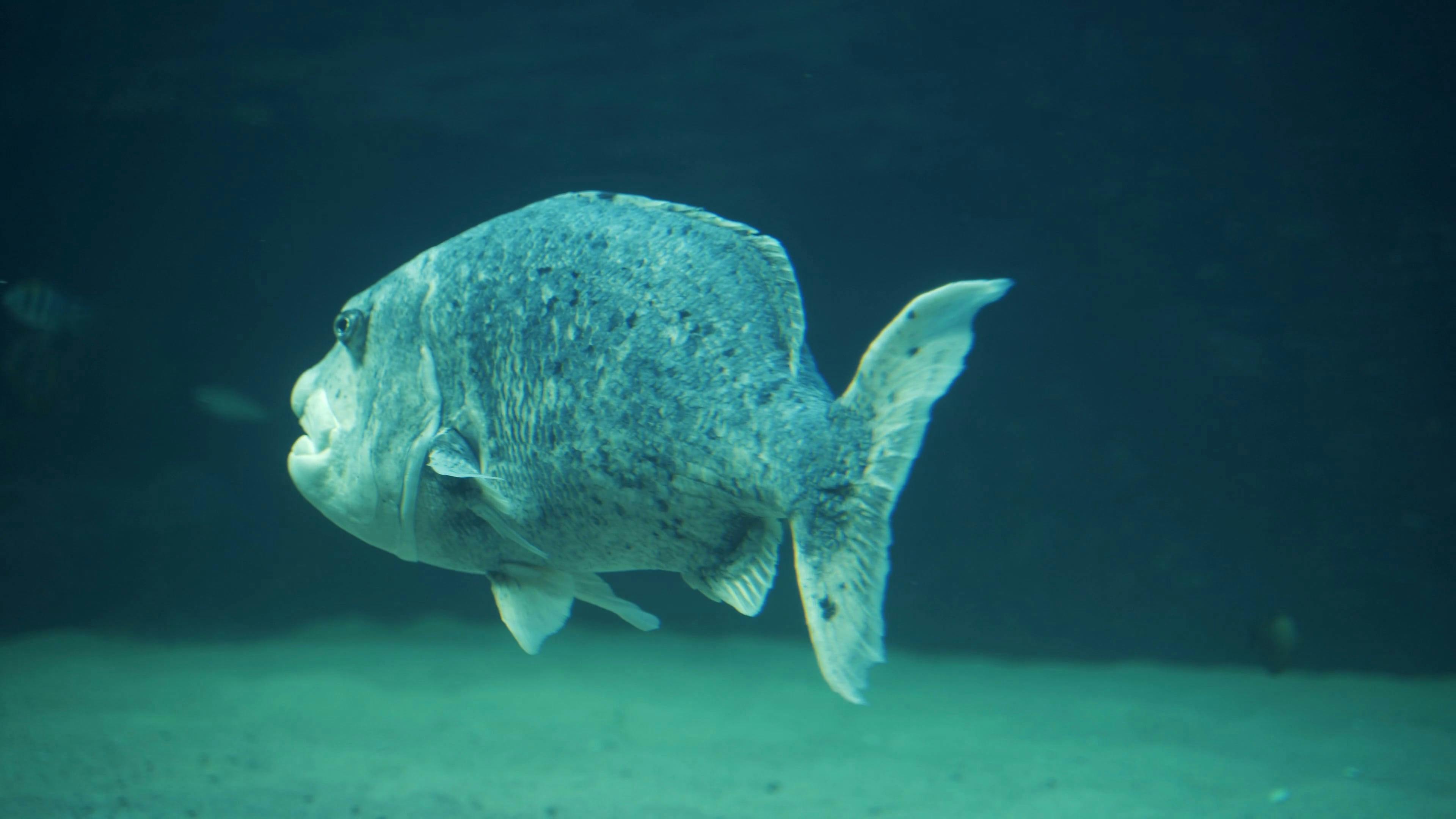 Colorful Marine Fishes Inside An Aquarium · Free Stock Video