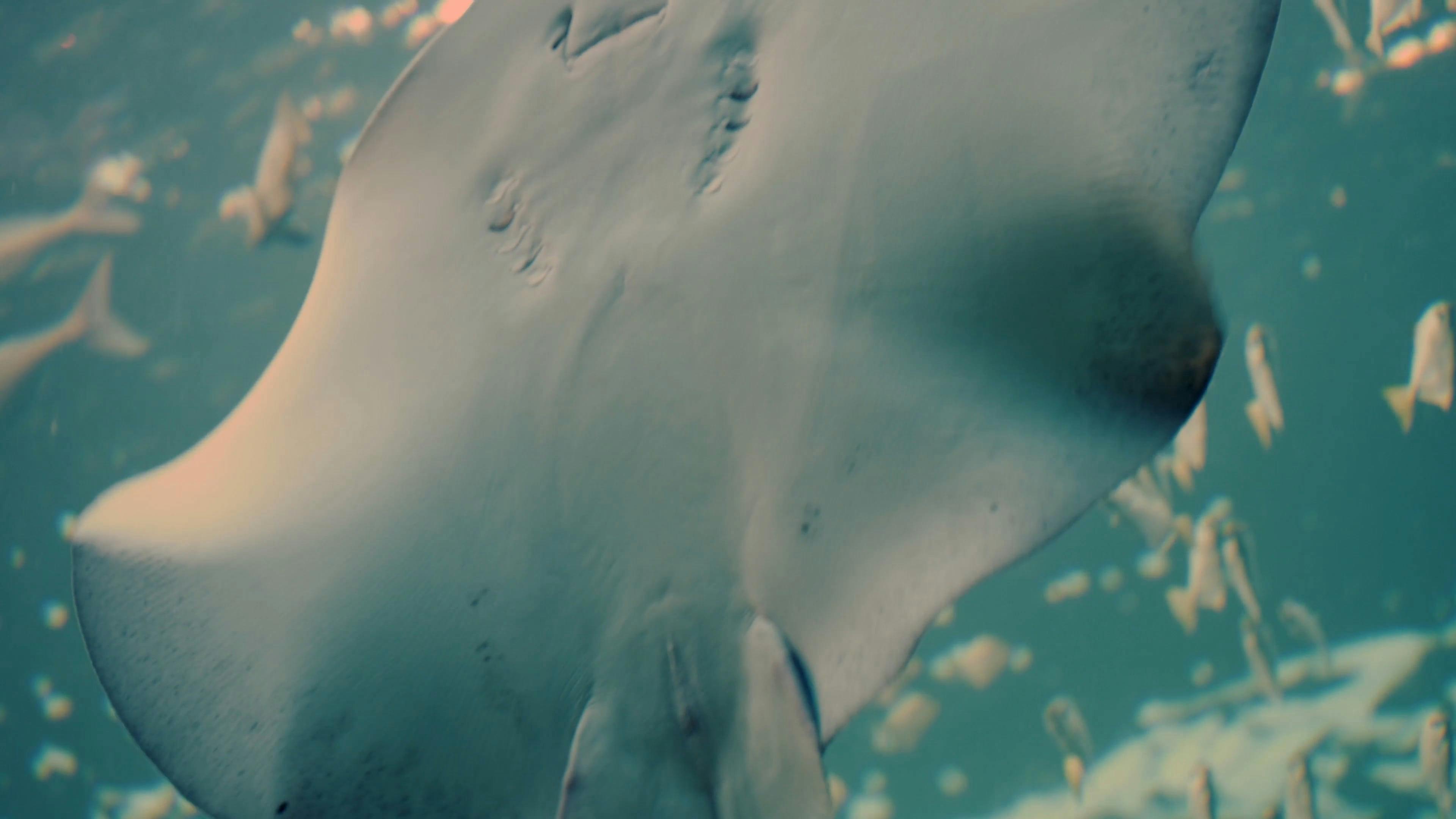 Sting Ray Videos, Download The BEST Free 4k Stock Video Footage & Sting ...