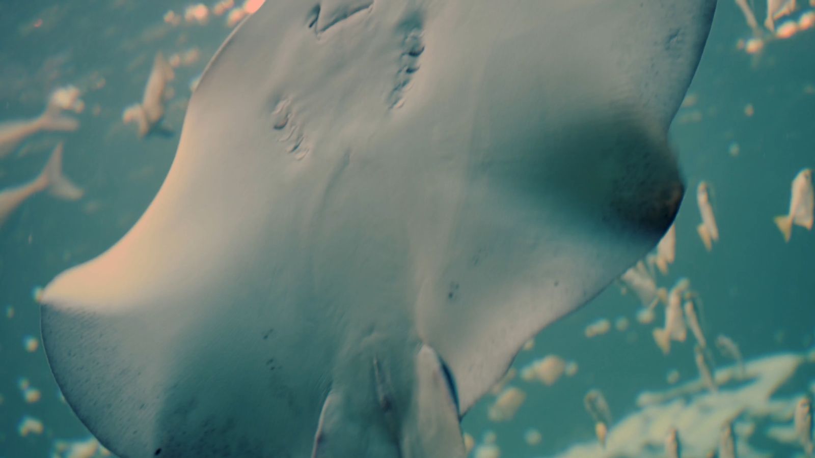 Sea Animals Videos, Download The BEST Free 4k Stock Video Footage & Sea ...