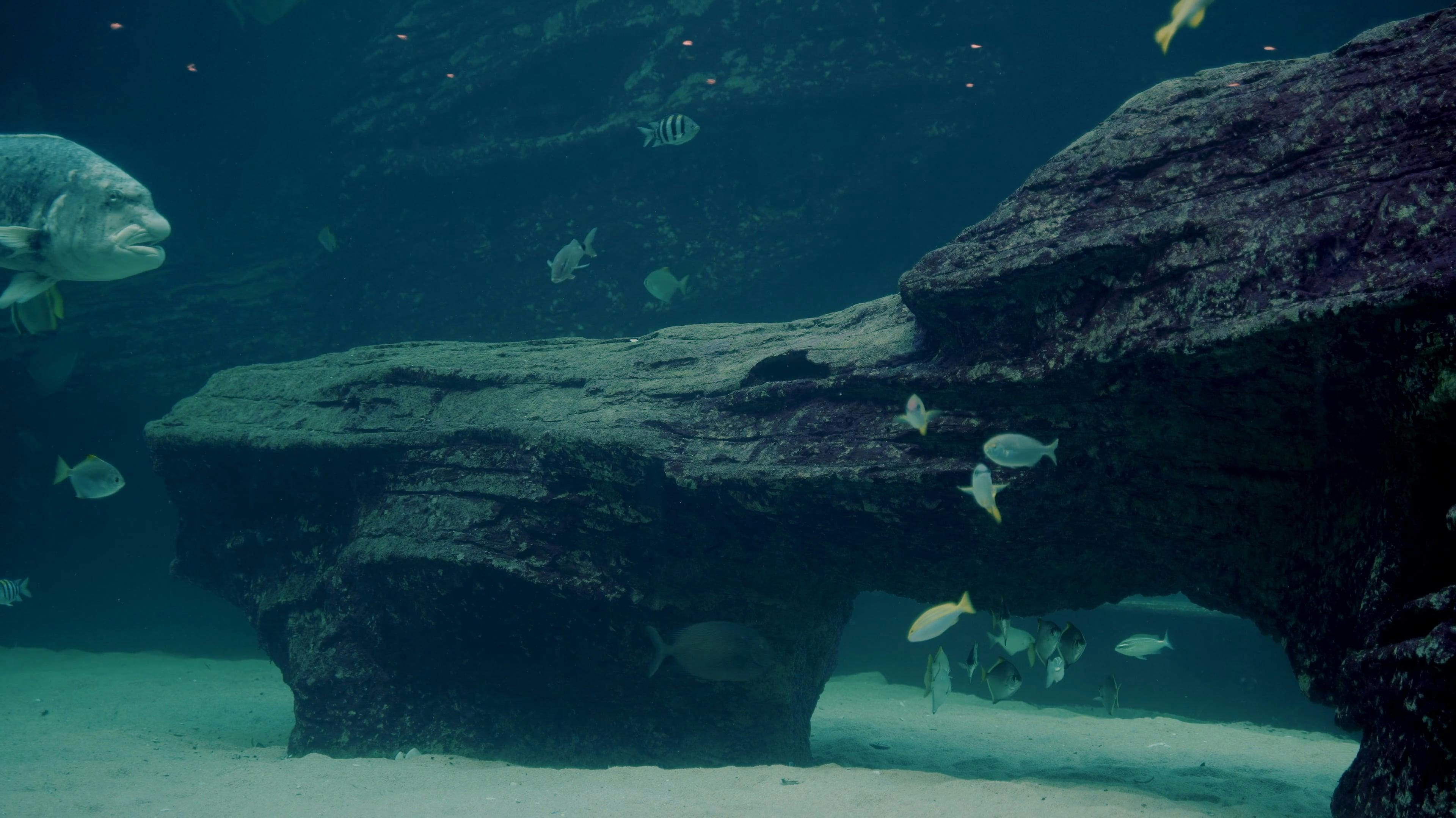 Fish Inside Aquarium · Free Stock Video