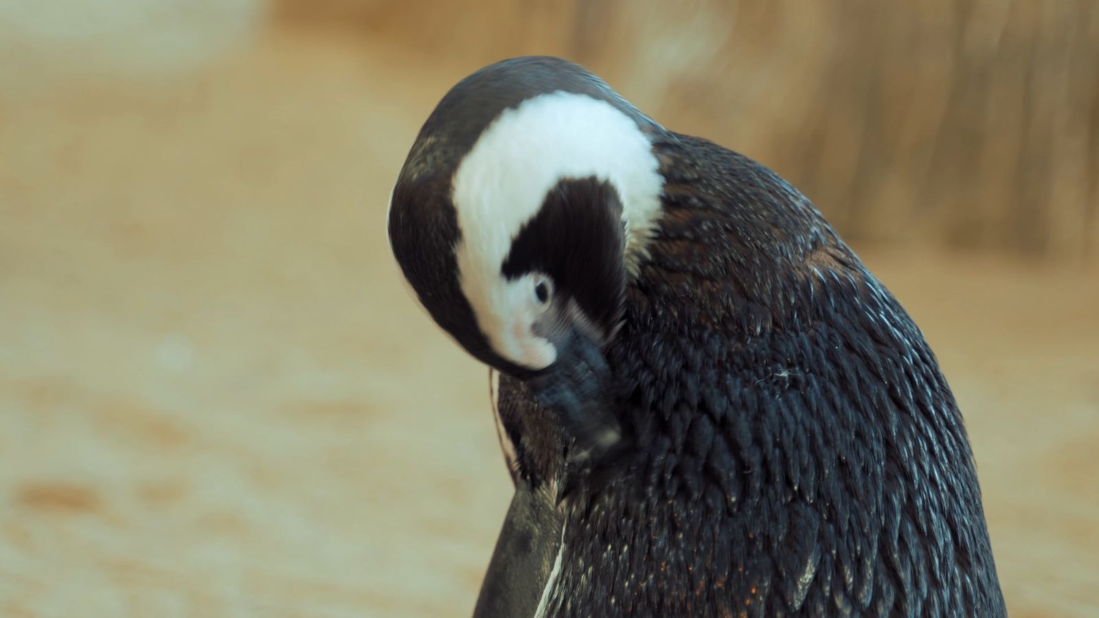 Penguin Videos, Download The BEST Free 4k Stock Video Footage & Penguin ...