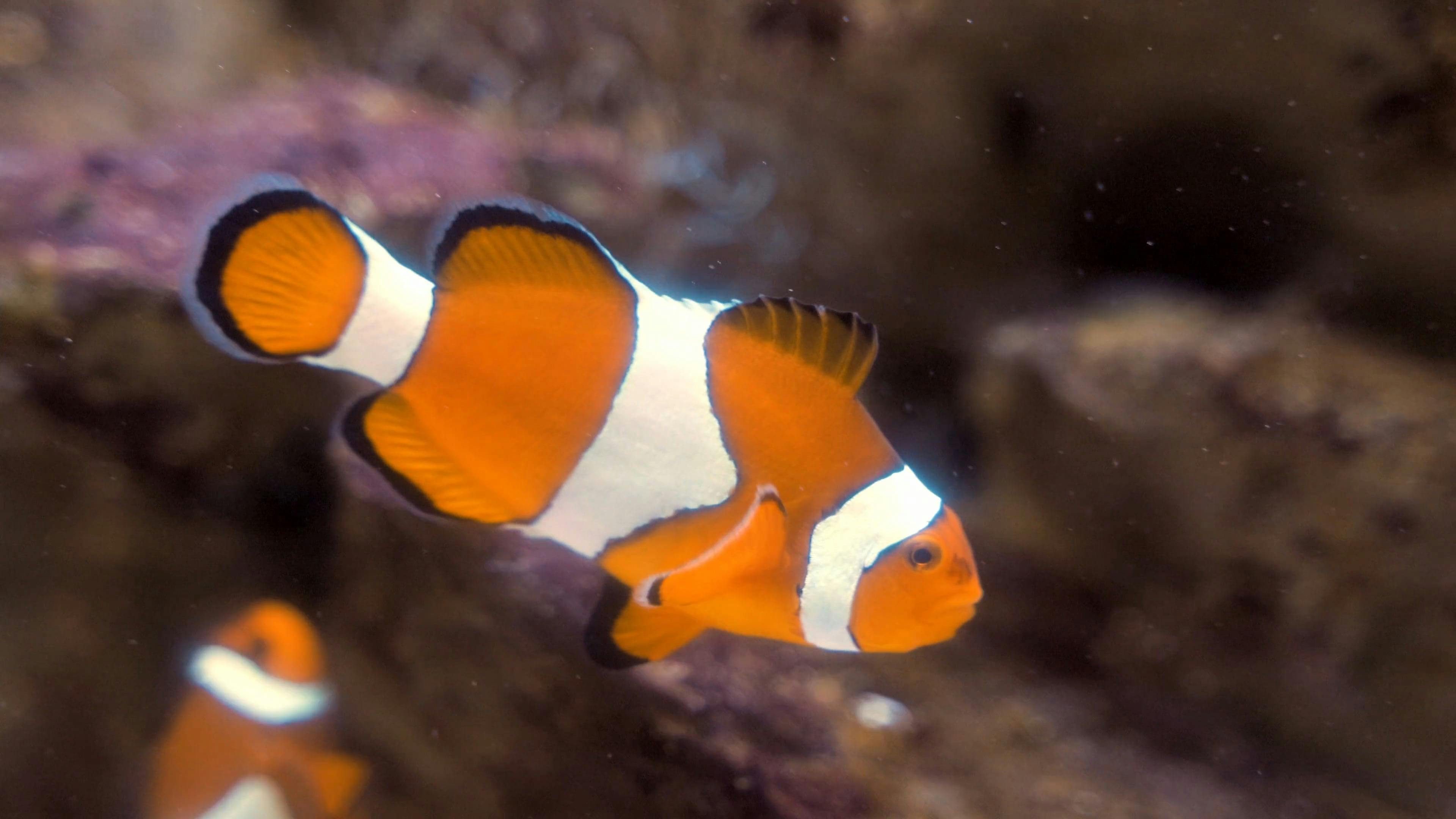 Marine Life Of Fishes And Corals Underwater · Free Stock Video