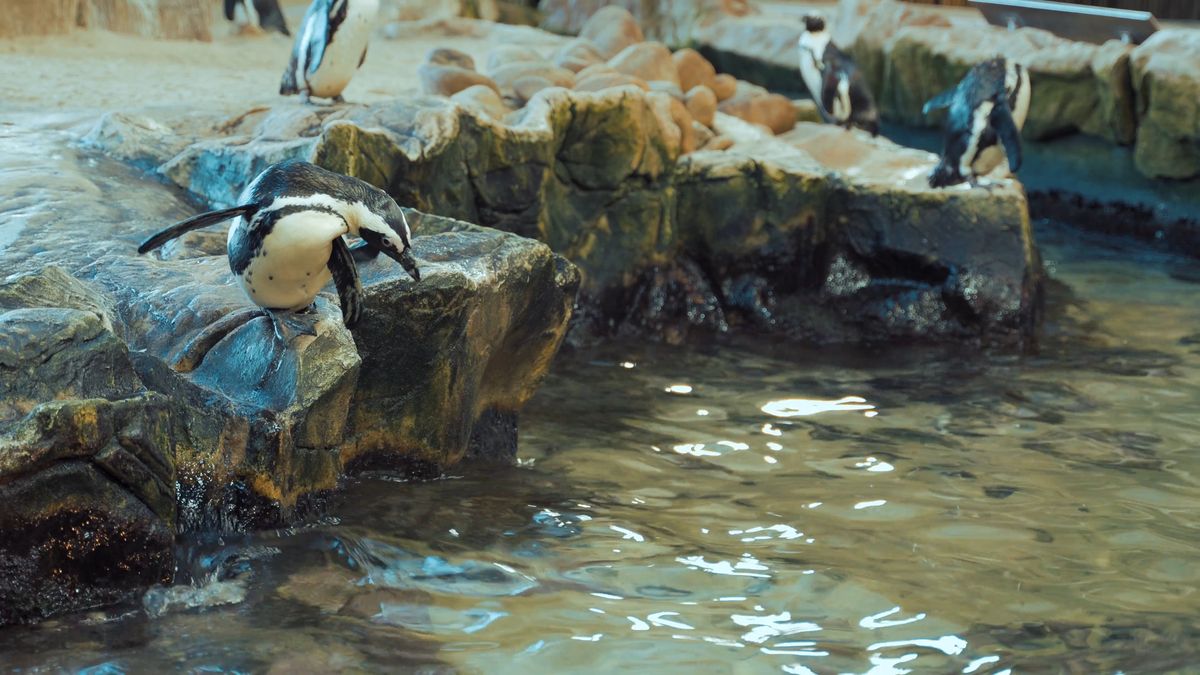 Penguins Videos, Download The BEST Free 4k Stock Video Footage ...