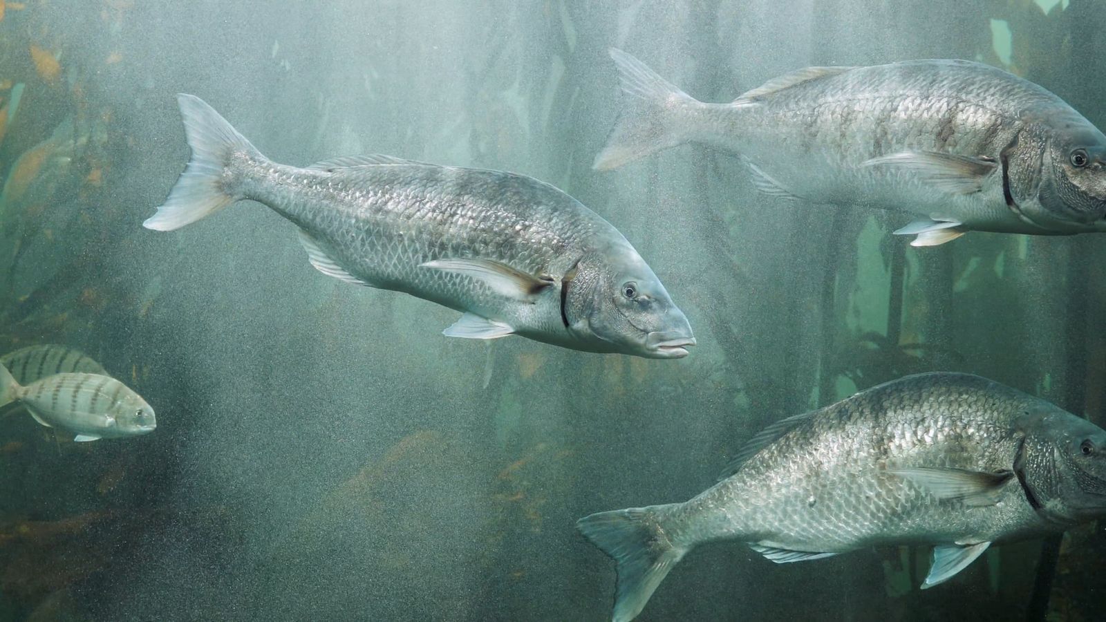 Fish Animation Videos, Download The BEST Free 4k Stock Video Footage ...