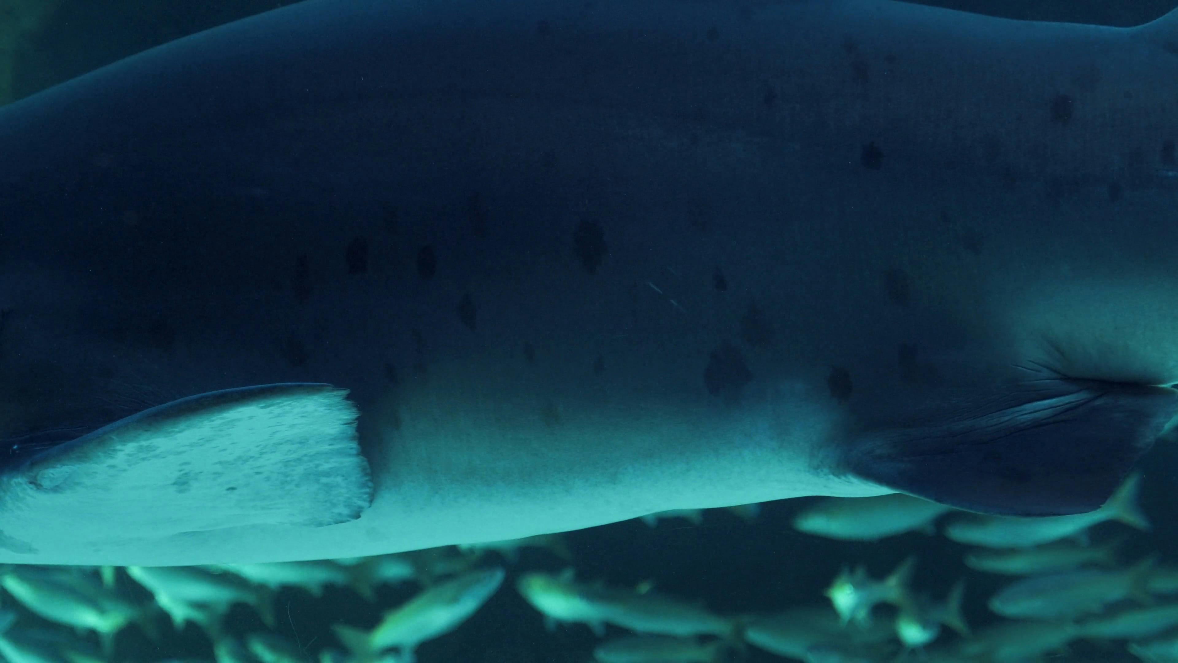 Colorful Marine Fishes Inside An Aquarium Free Stock Video Footage ...