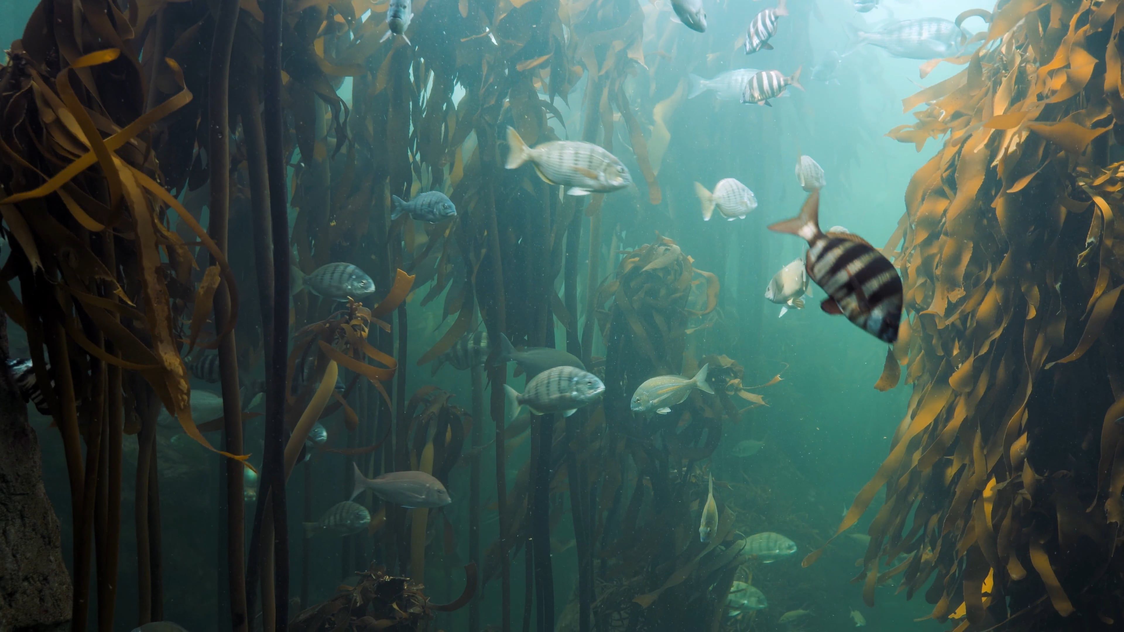 Fishes Hiding On Aquatic Plants · Free Stock Video