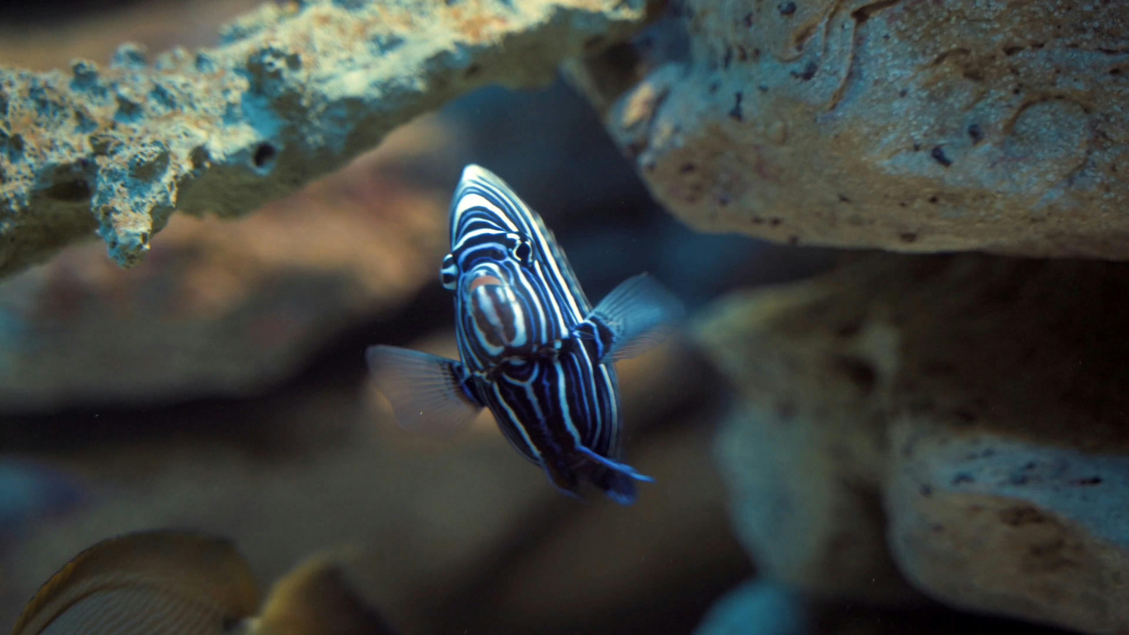 A Small Fish Underwater Free Stock Video Footage, Royalty-Free 4K & HD ...