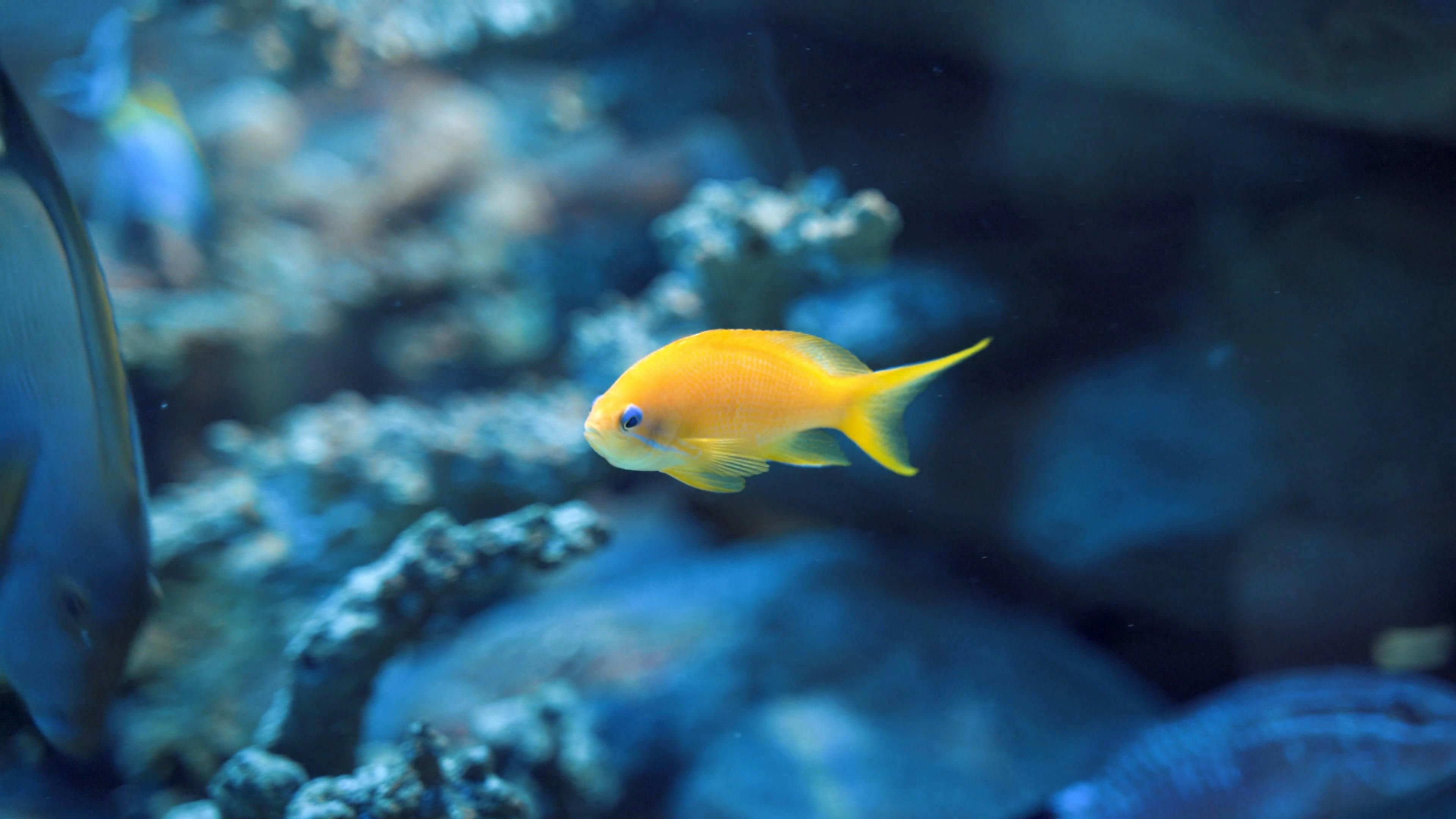 Colorful Marine Fishes Inside An Aquarium Free Stock Video Footage ...
