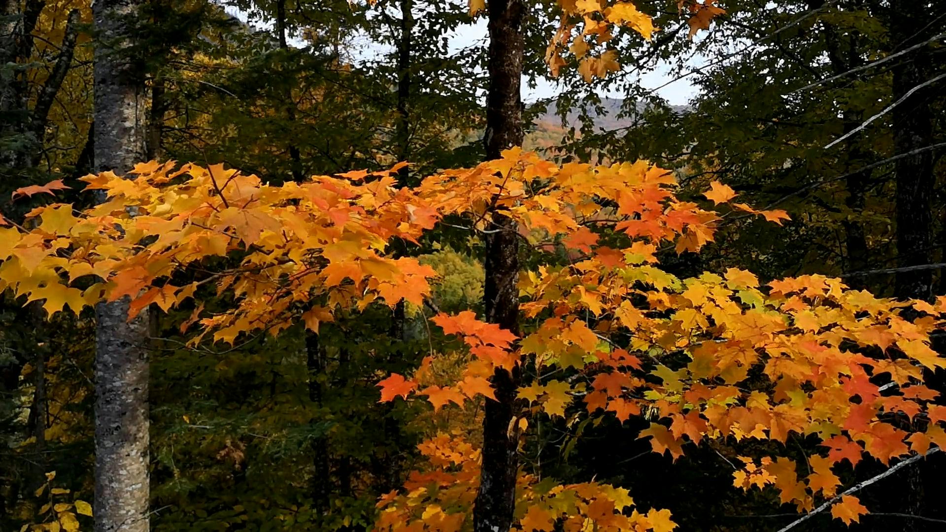 Autumn Leaves in the Forest · Free Stock Video