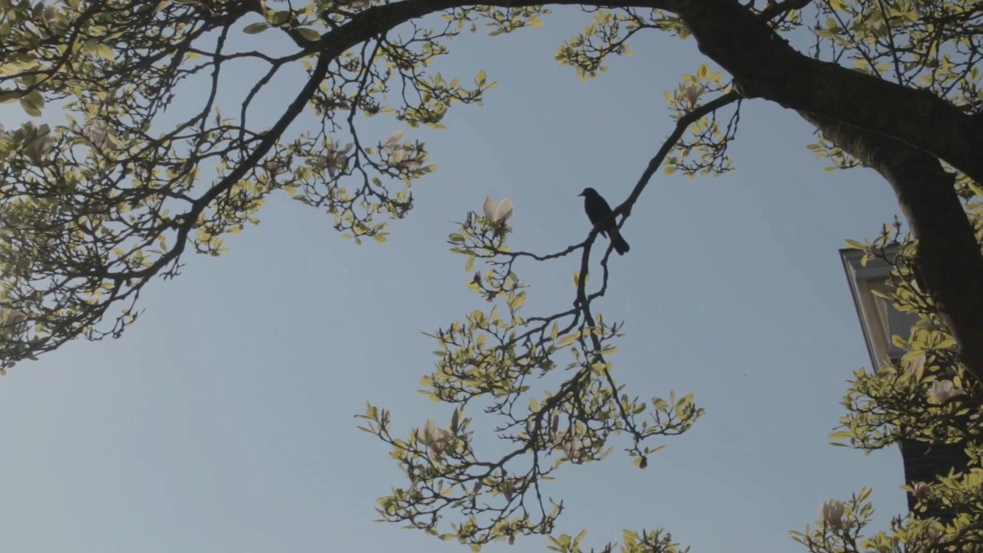 Video of a Bird Flying Away Free Stock Video Footage, Royalty-Free 4K ...