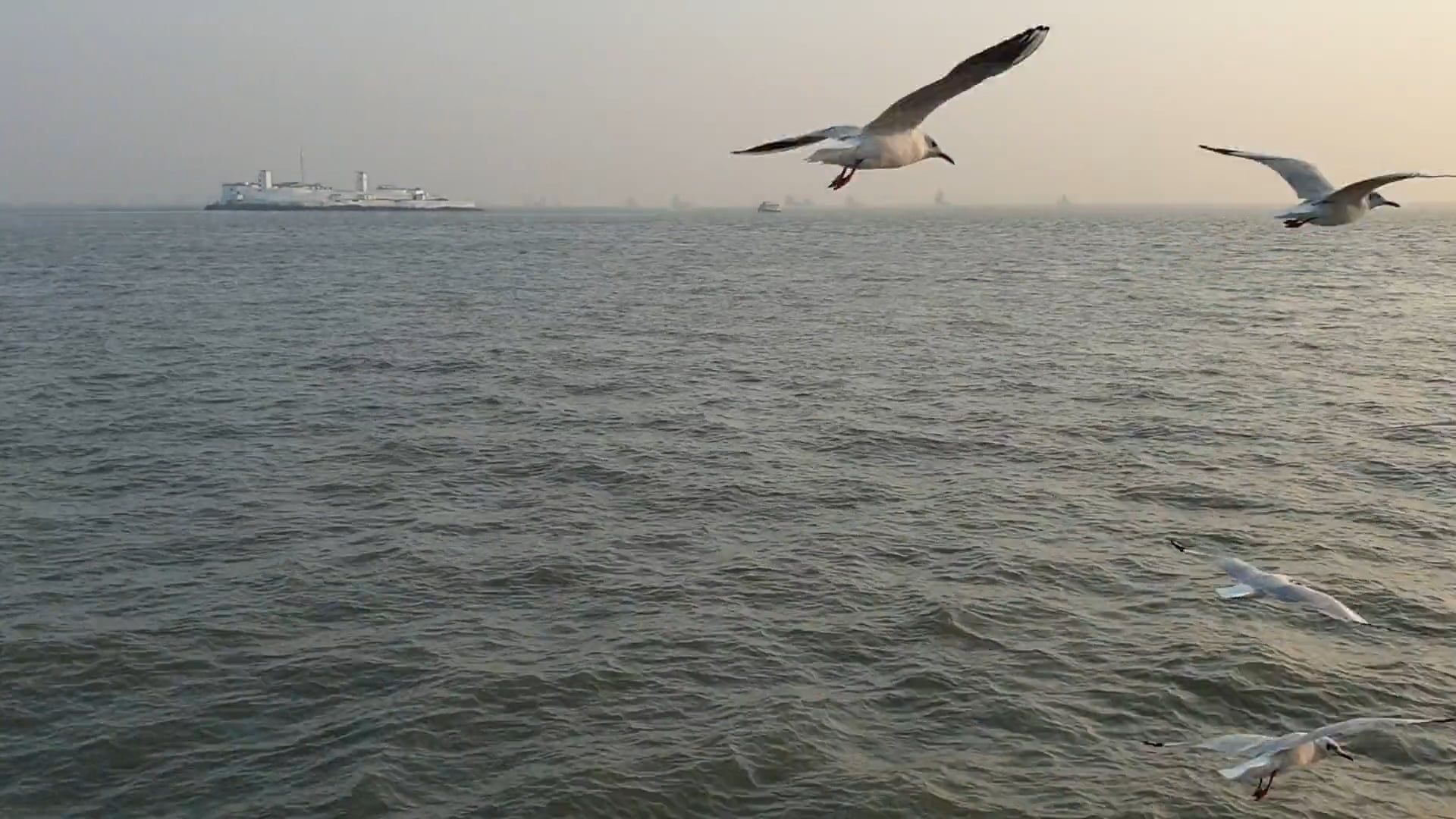A Flock Of Seagull Flying In The Air Free Stock Video Footage, Royalty ...
