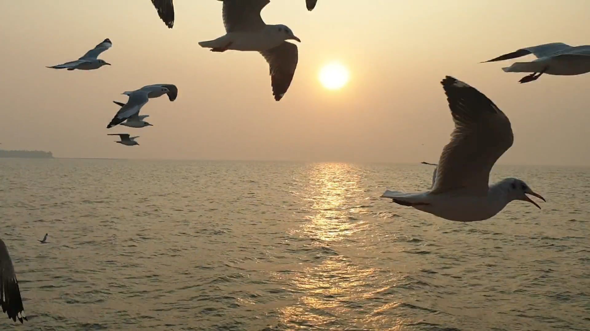 Animals Migration Videos, Download The BEST Free 4k Stock Video Footage ...