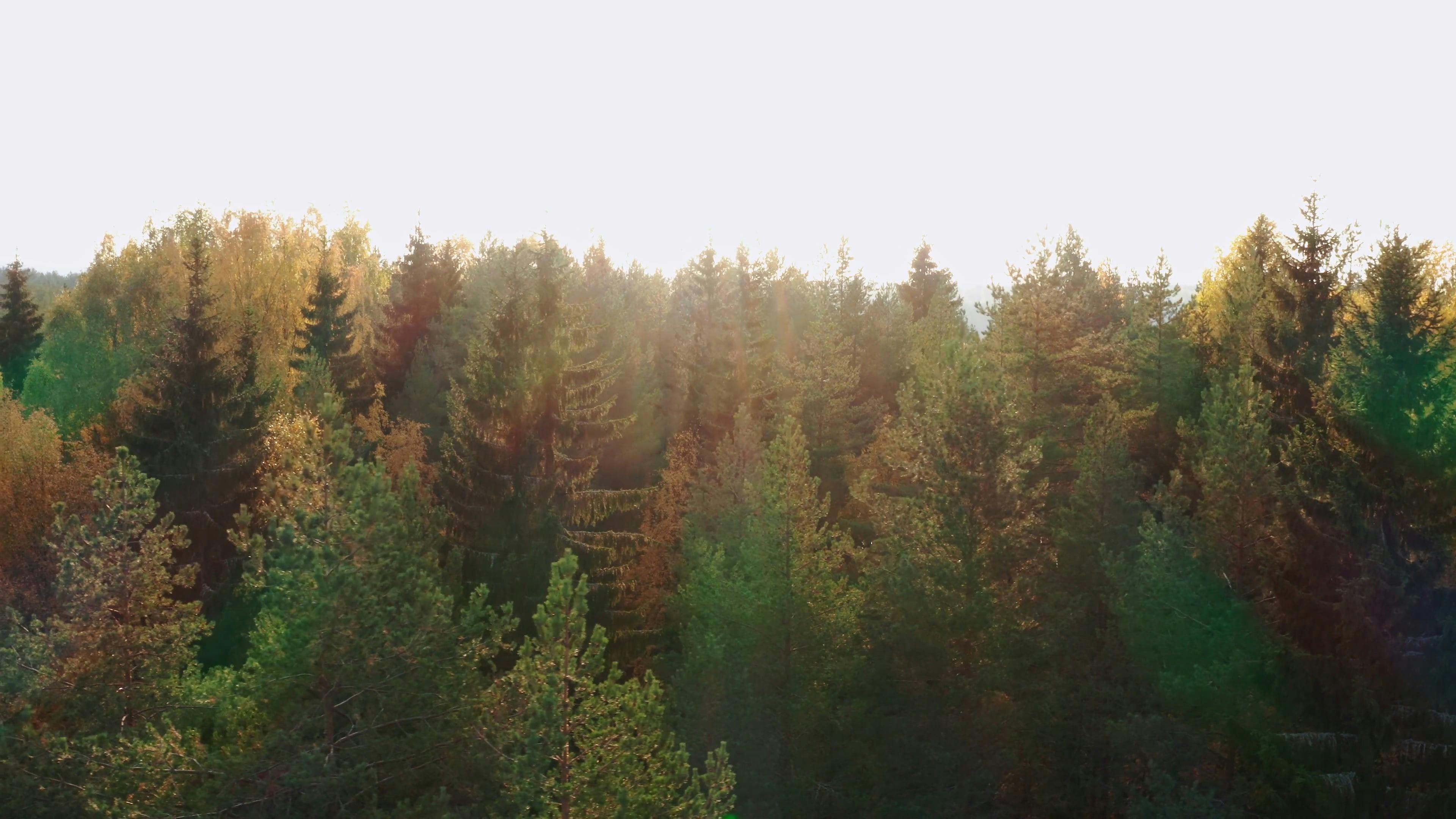 Drone Video of an Autumn Forest at Sunset Free Stock Video Footage ...